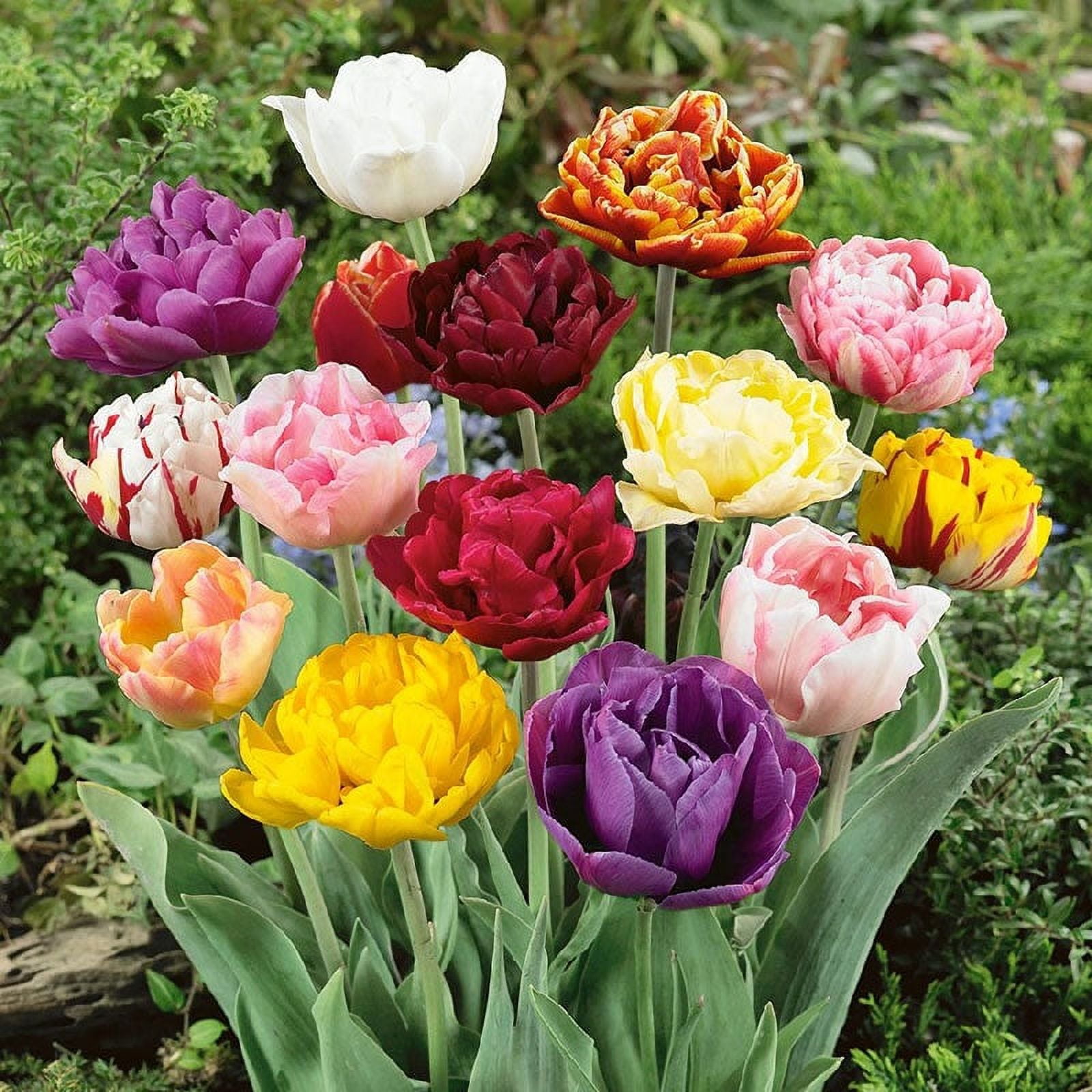 Tulip Bulbs - Double Late Mix - 50 Bulbs - Mixed Flower Bulbs, Bulb ...