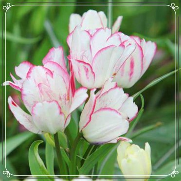 Garden State Bulb Triumph Jimmy Mix Tulip Flower Bulbs, 12/+ cm (Bag of ...