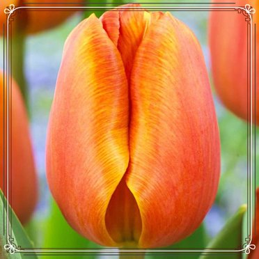 Garden State Bulb Triumph Jimmy Mix Tulip Flower Bulbs, 12/+ cm (Bag of ...