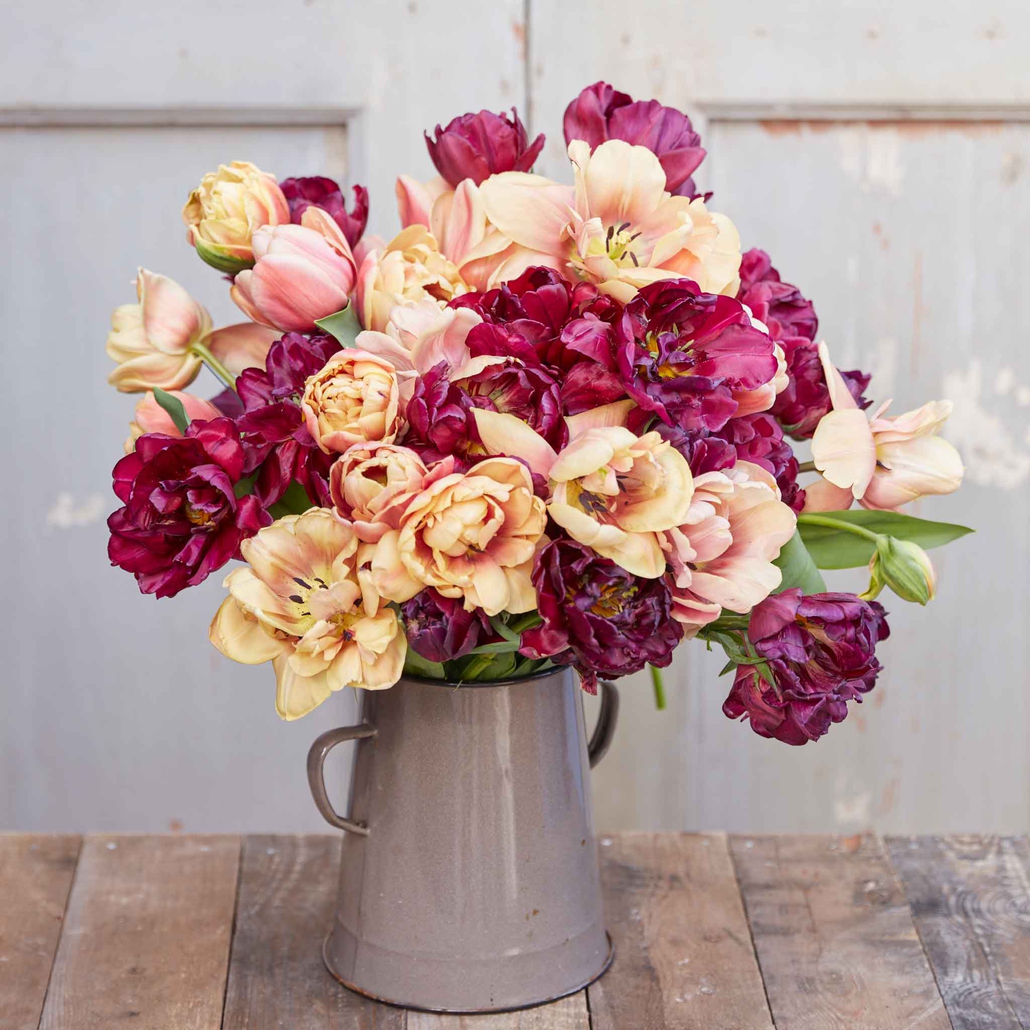 Tulip Bulbs - French Quarter Mix - 50 Bulbs - Mixed Flower Bulbs, Bulb ...