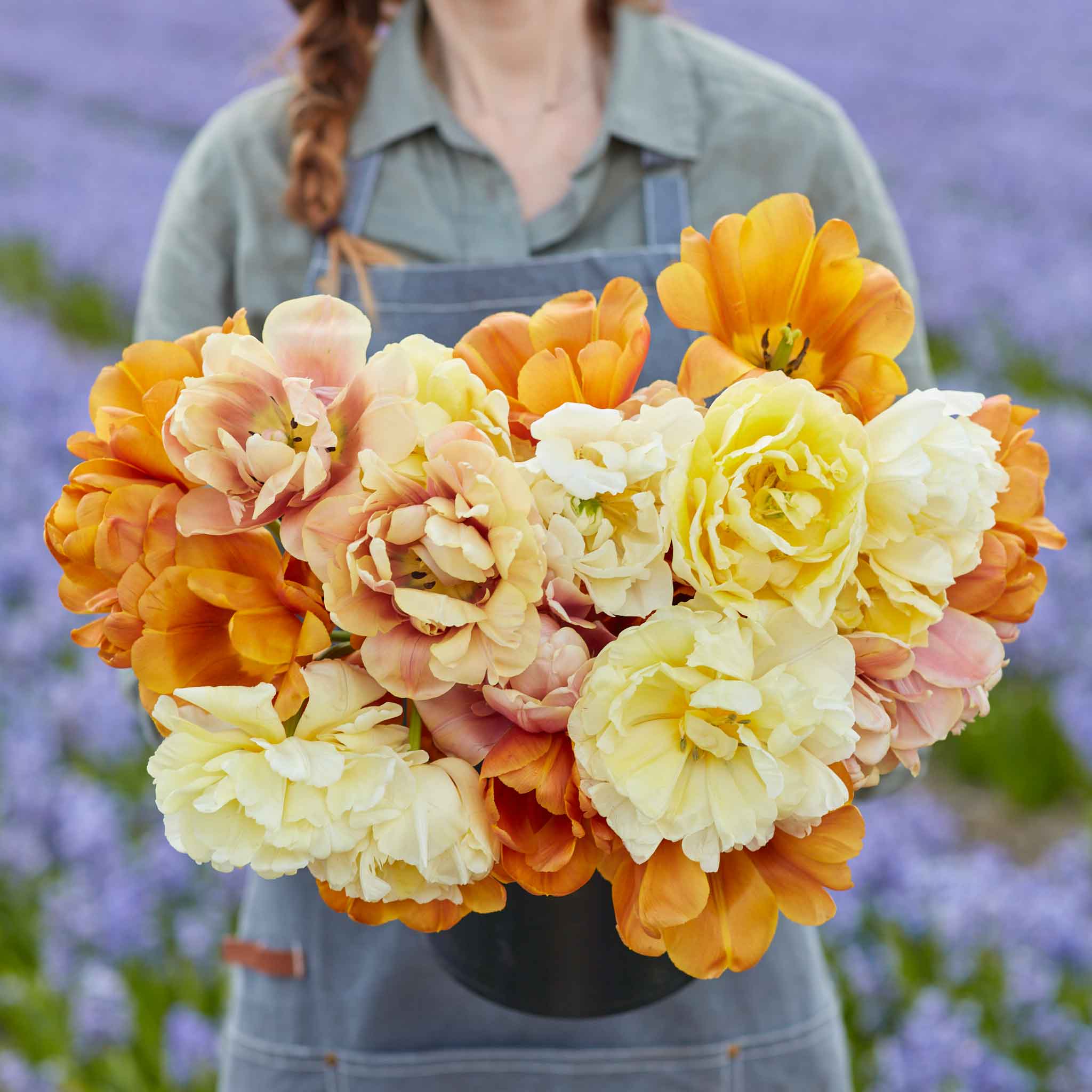 Tulip Bulbs - Golden Symphony Mix - 50 Bulbs - Mixed Flower Bulbs, Bulb ...