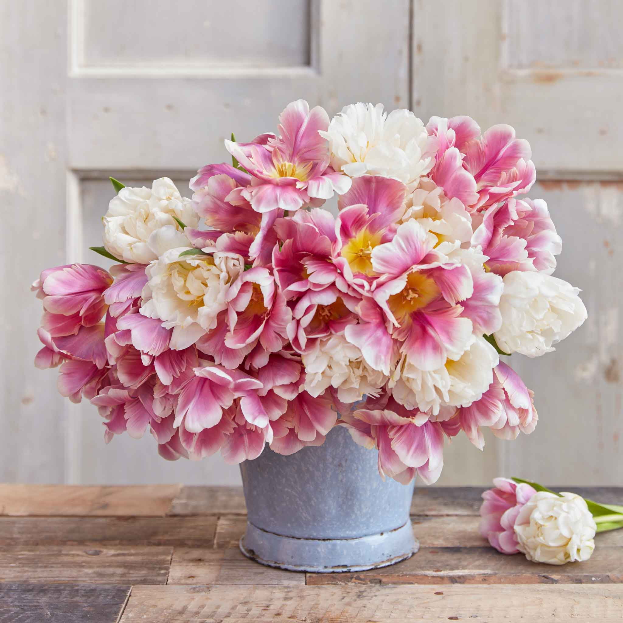 Tulip Bulbs - Mother's Day Mix - 20 Bulbs - Mixed Flower Bulbs, Bulb ...