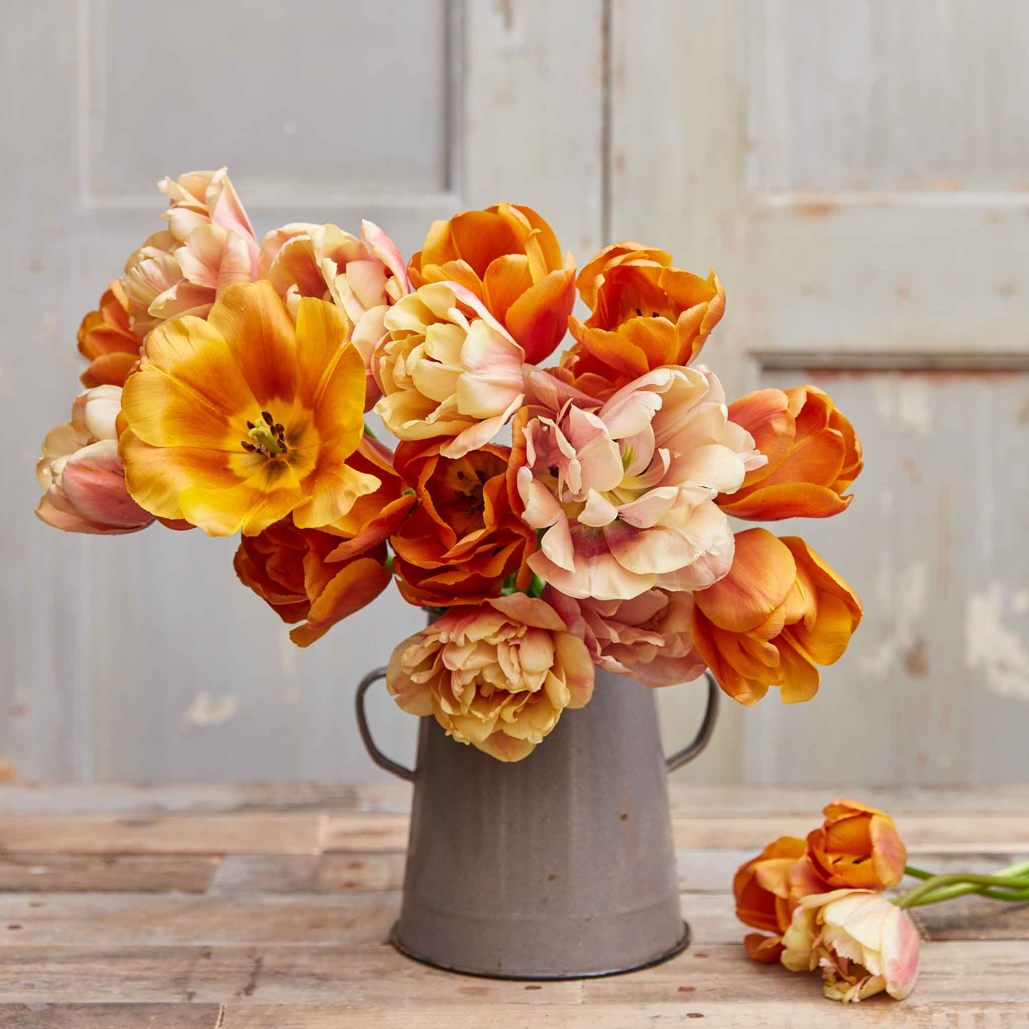 Eden Brothers Tulip Bulbs Persimmon Mix, 50 Copper and Vintage Shades ...