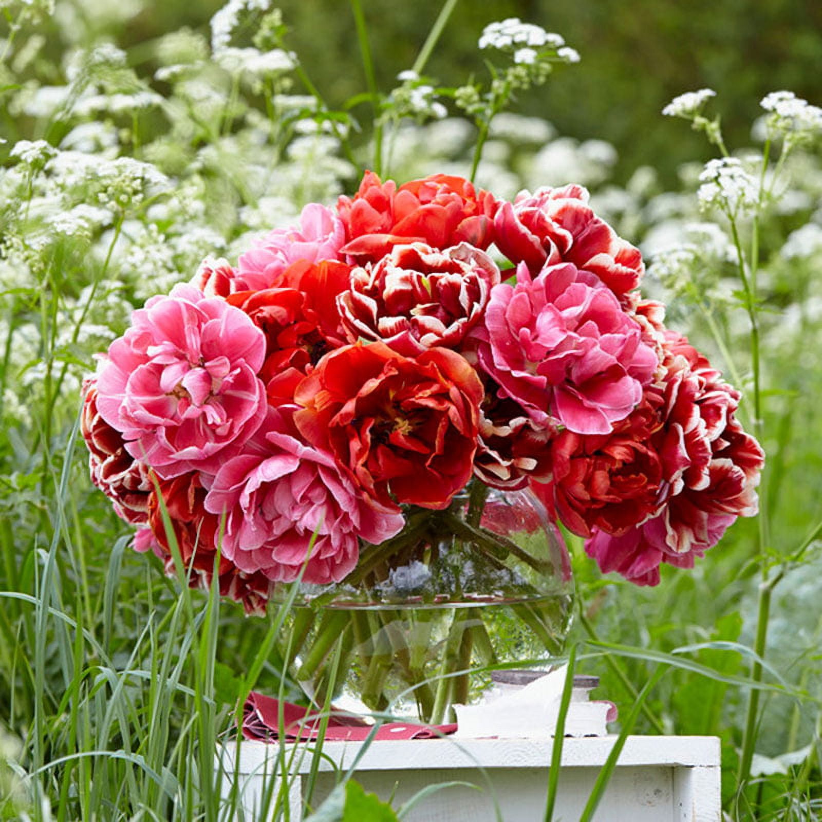 Tulip Bulbs - Pink Cashmere Mix - 10 Bulbs - Mixed/Pink Flower Bulbs ...