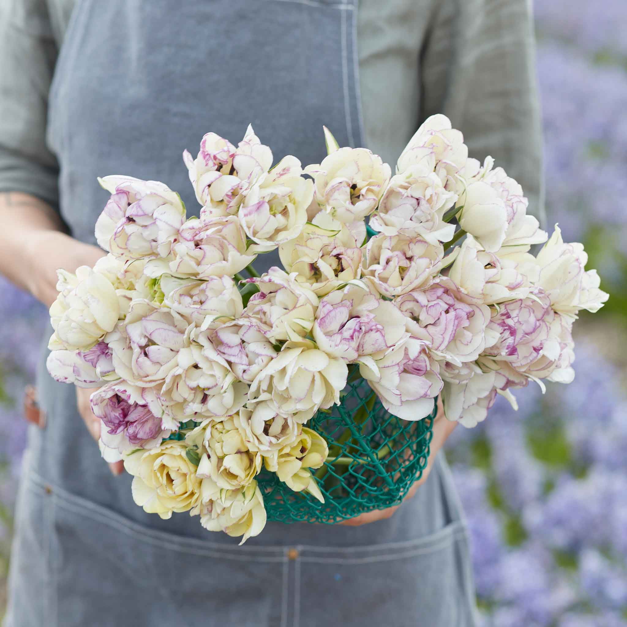 Tulip Bulbs - Shirley Double - 50 Bulbs - White Flower Bulbs, Bulb ...