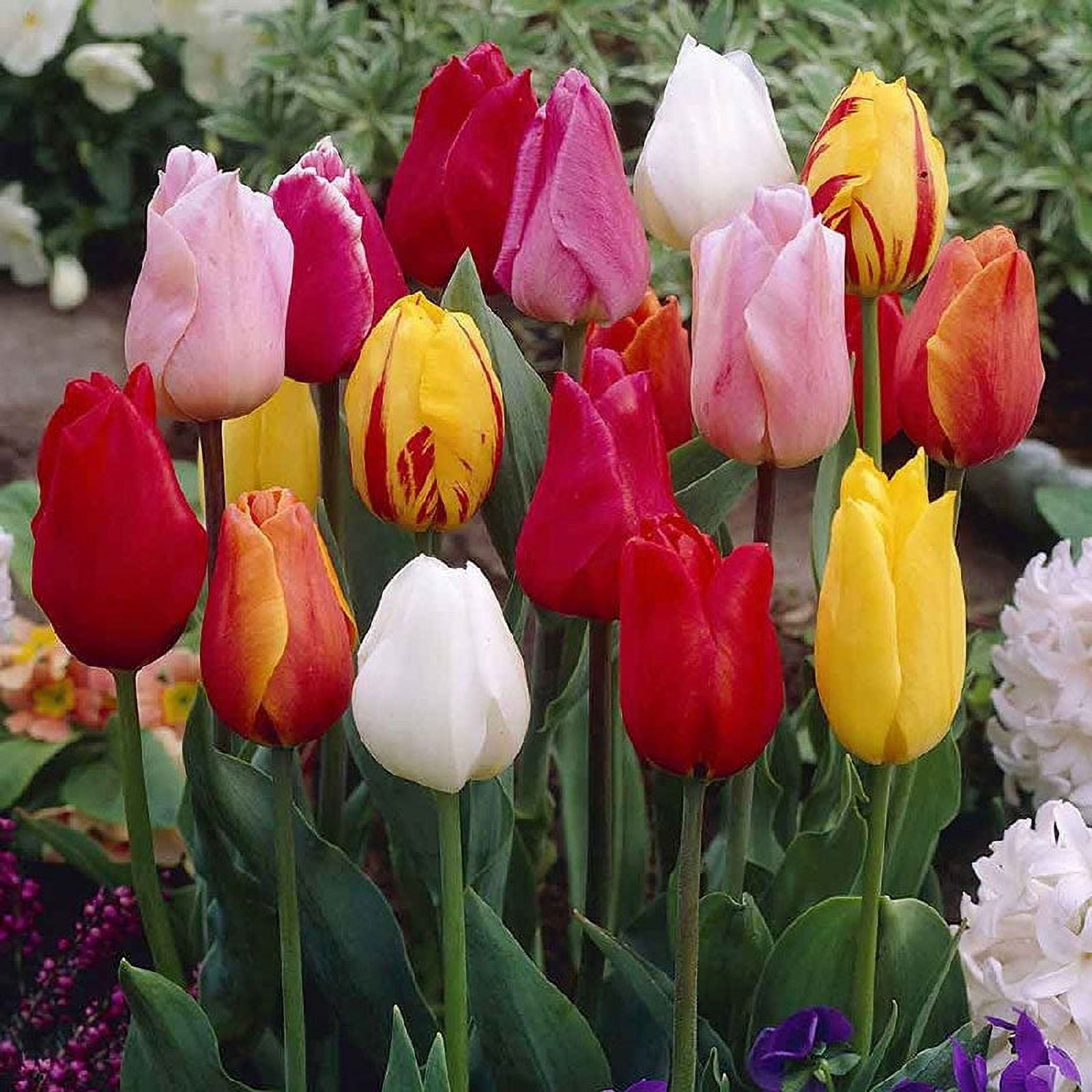 Tulip Bulbs - Single Early Mix - 10 Bulbs - Mixed Flower Bulbs, Bulb ...