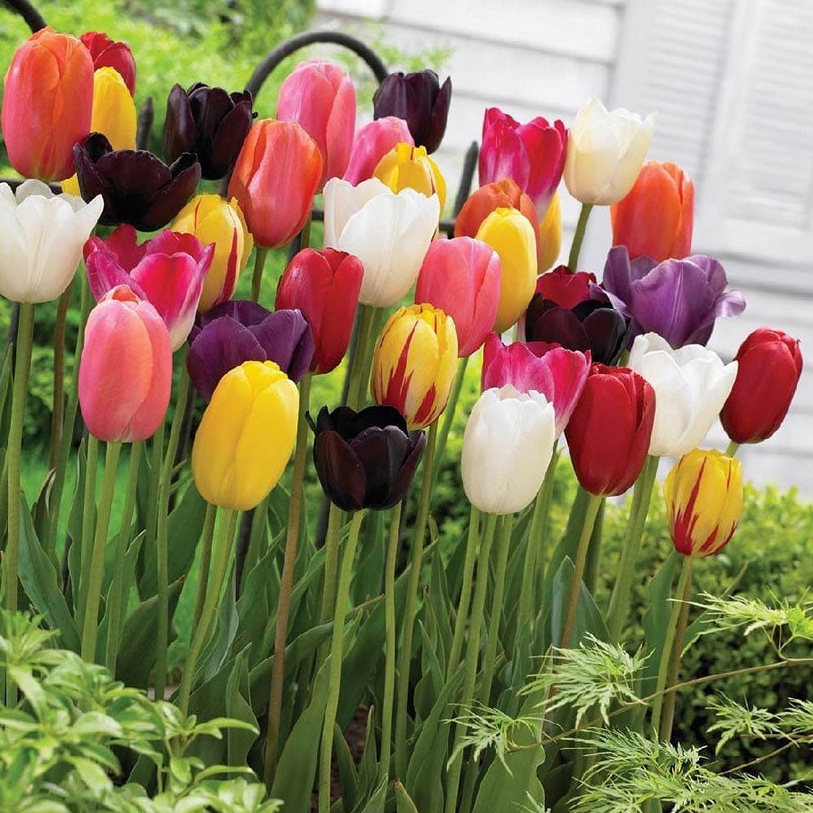 Tulip Bulbs - Single Late Mix - 20 Bulbs - Mixed Flower Bulbs, Bulb ...