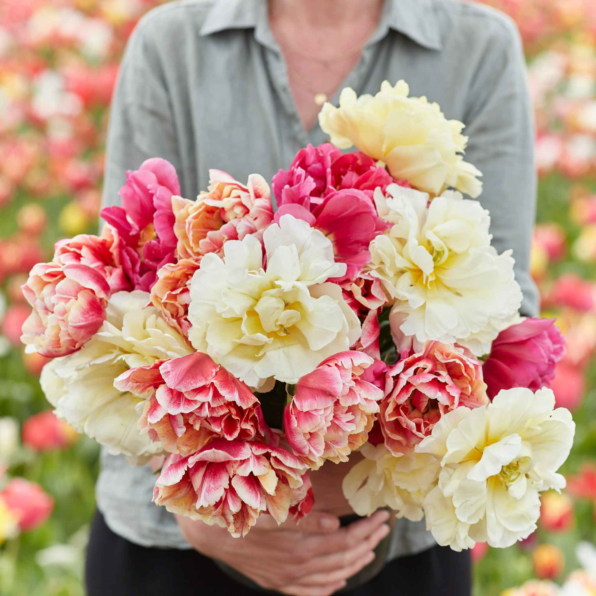 Tulip Bulbs - Spring Jubilee Mix - 100 Bulbs - Mixed Flower Bulbs, Bulb ...