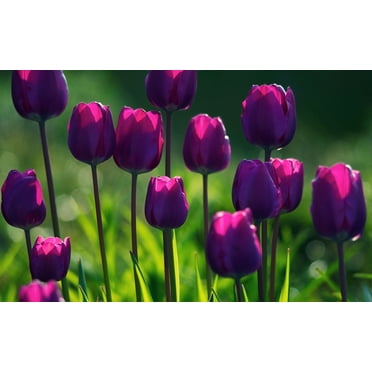 Garden State Bulb Triumph Jimmy Mix Tulip Flower Bulbs, 12/+ cm (Bag of ...