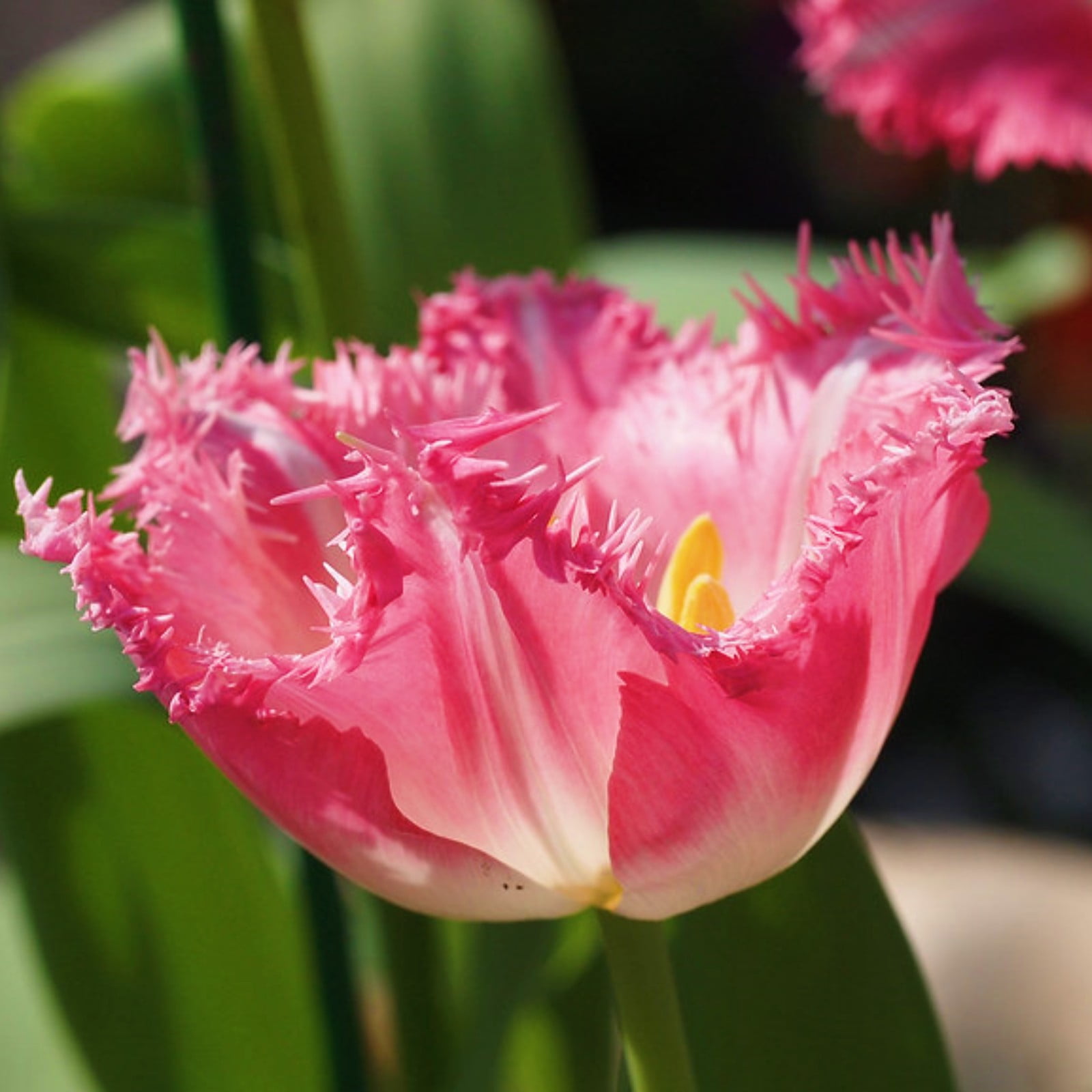 Tulip Bulbs Tulips Are Low Maintenance Beautiful Blooming Tulips Tulips ...