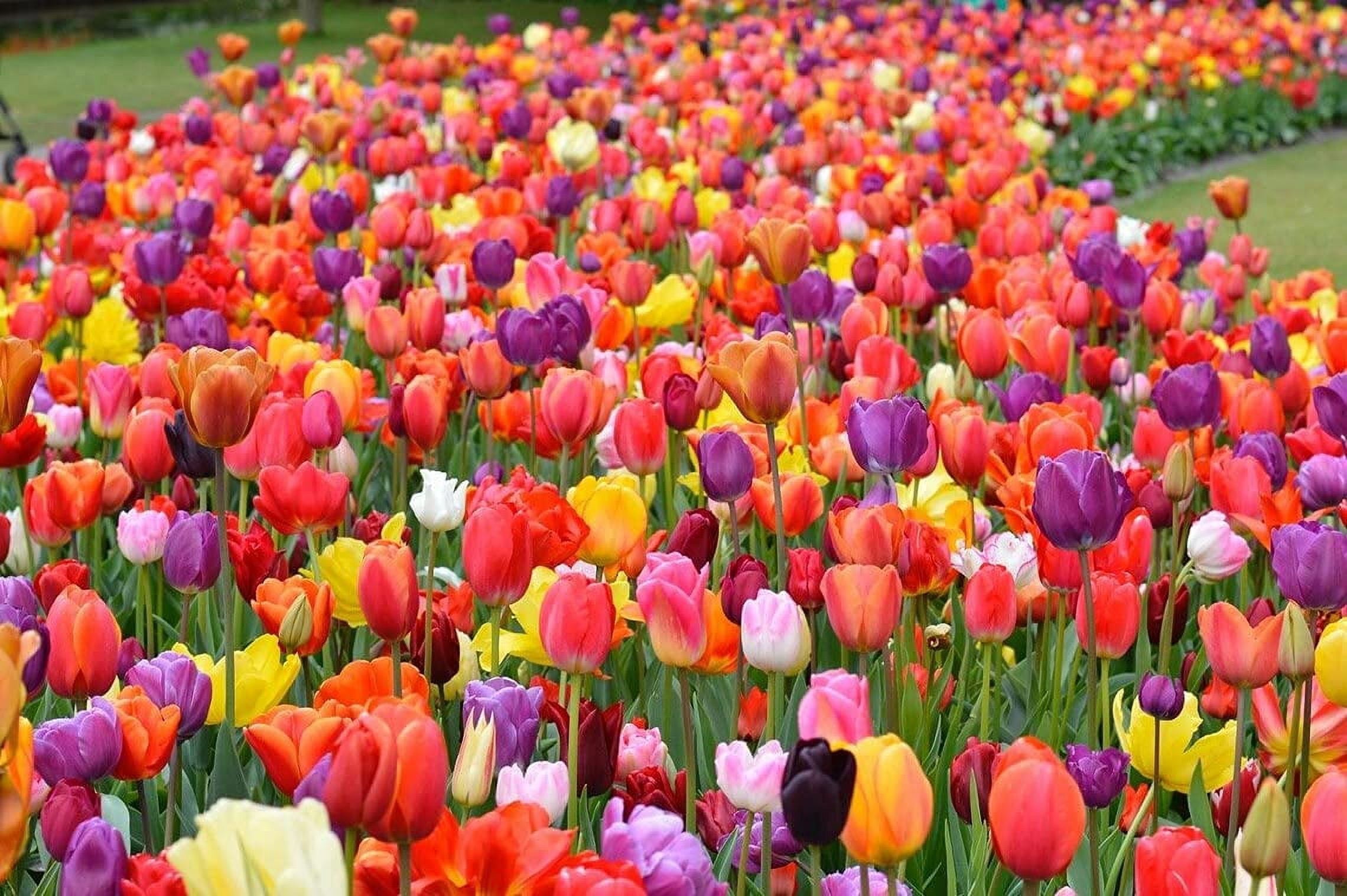 Tulip Bulbs for Fall Planting | Mixed Perennial Flower Tulip Bulbs ...