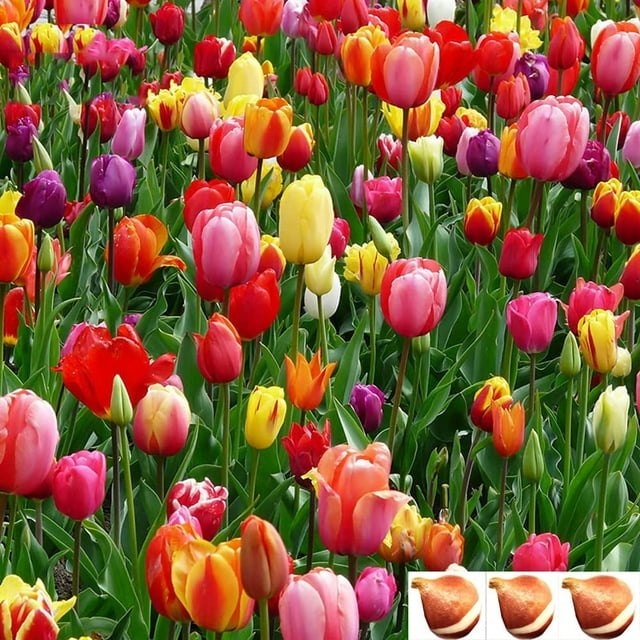 Tulip BulbsTulip Mixed Tulips Varieties Collection Tulips Bulbs for ...