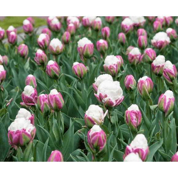Peony Bulbs in Plant Bulbs - Walmart.com