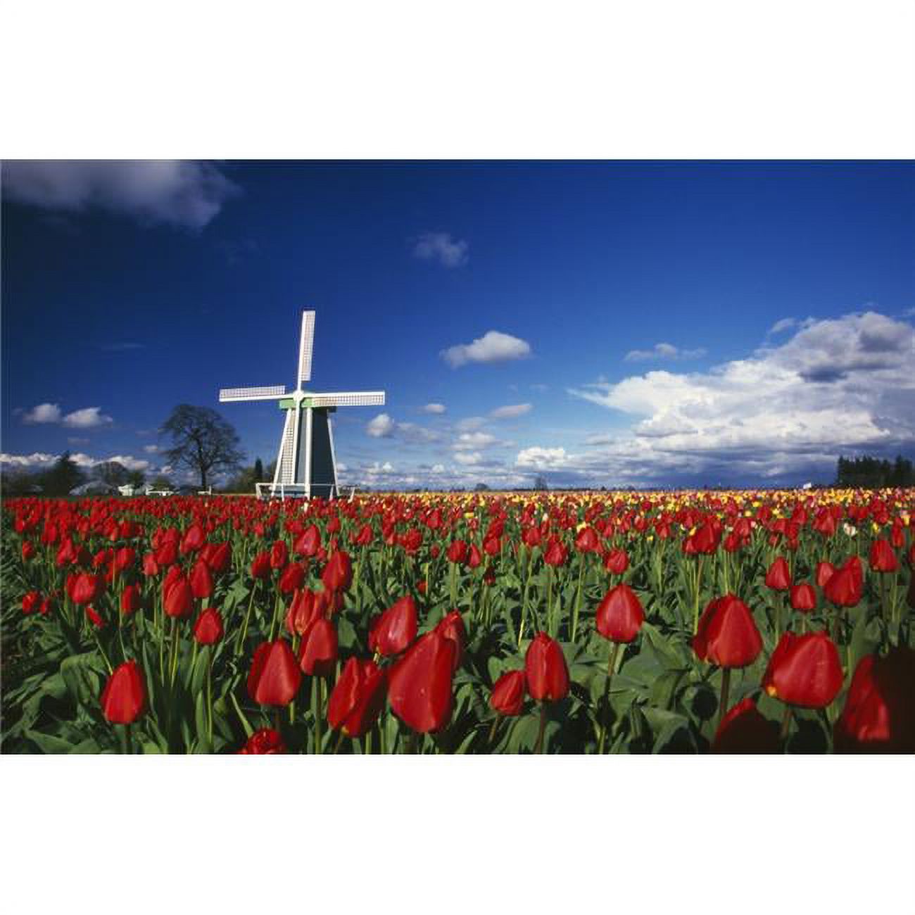 Tulip Field & Windmill Poster Print by Natural Selection Craig Tuttle ...