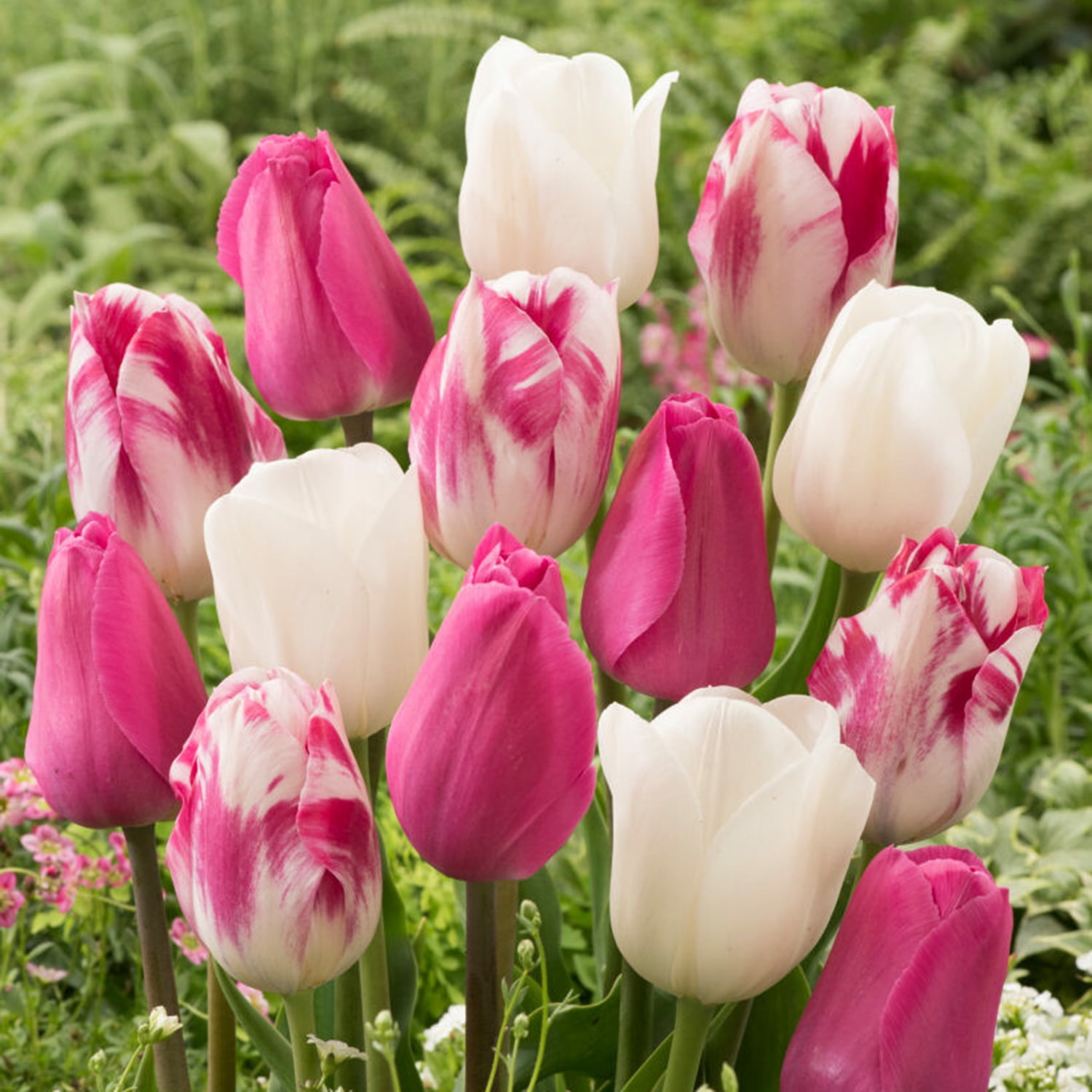 Tulip Pink & White Mix 4CT - Walmart.com
