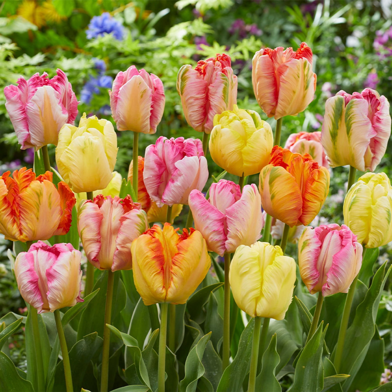 Tulip Planting, Outdoor Planting, Cold And Heat Resistant, Perennial ...