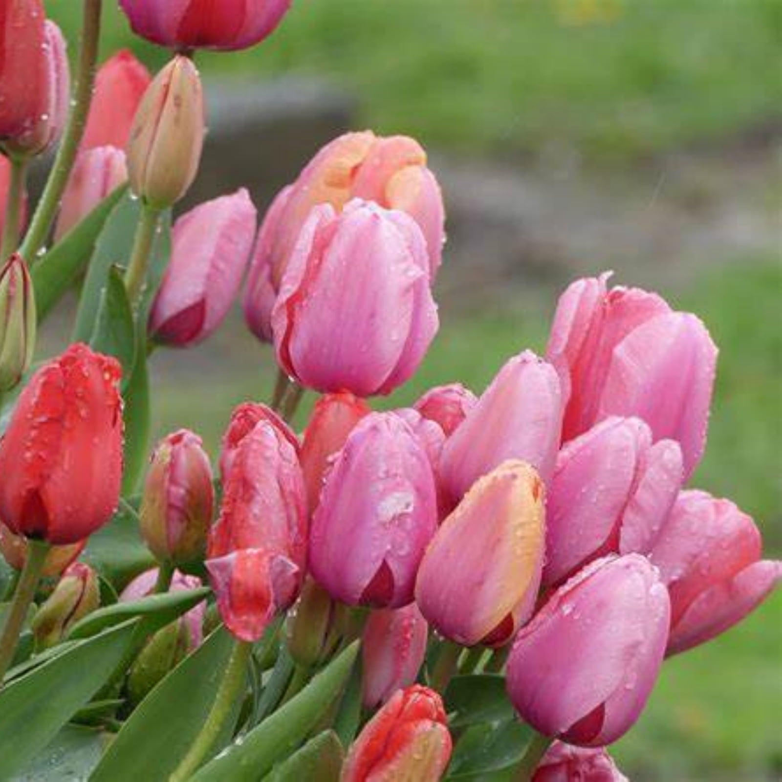 Tulip Planting, Outdoor Planting, Cold And Heat Resistant, Perennial ...