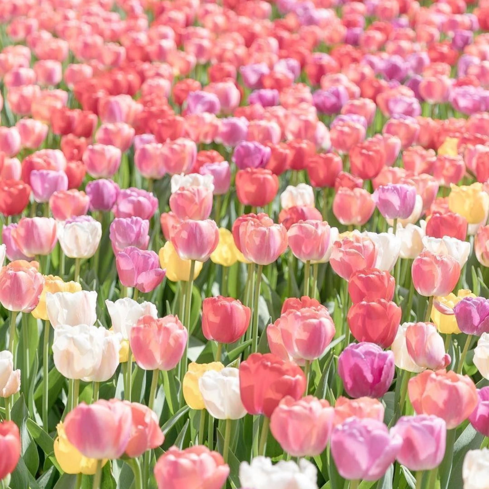 Tulip Planting, Suitable For Autumn Planting, Outdoor Planting, Cold ...