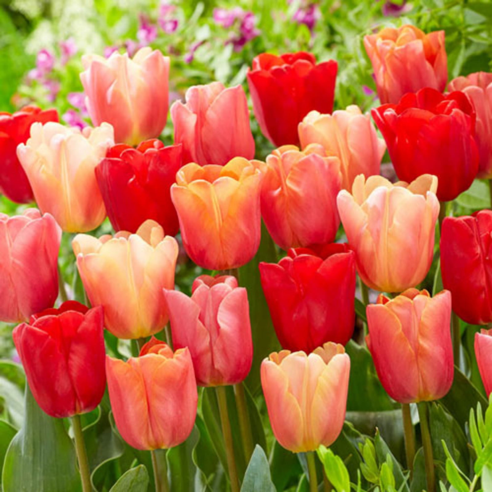 Tulip Planting, Suitable For Autumn Planting, Outdoor Planting, Cold ...