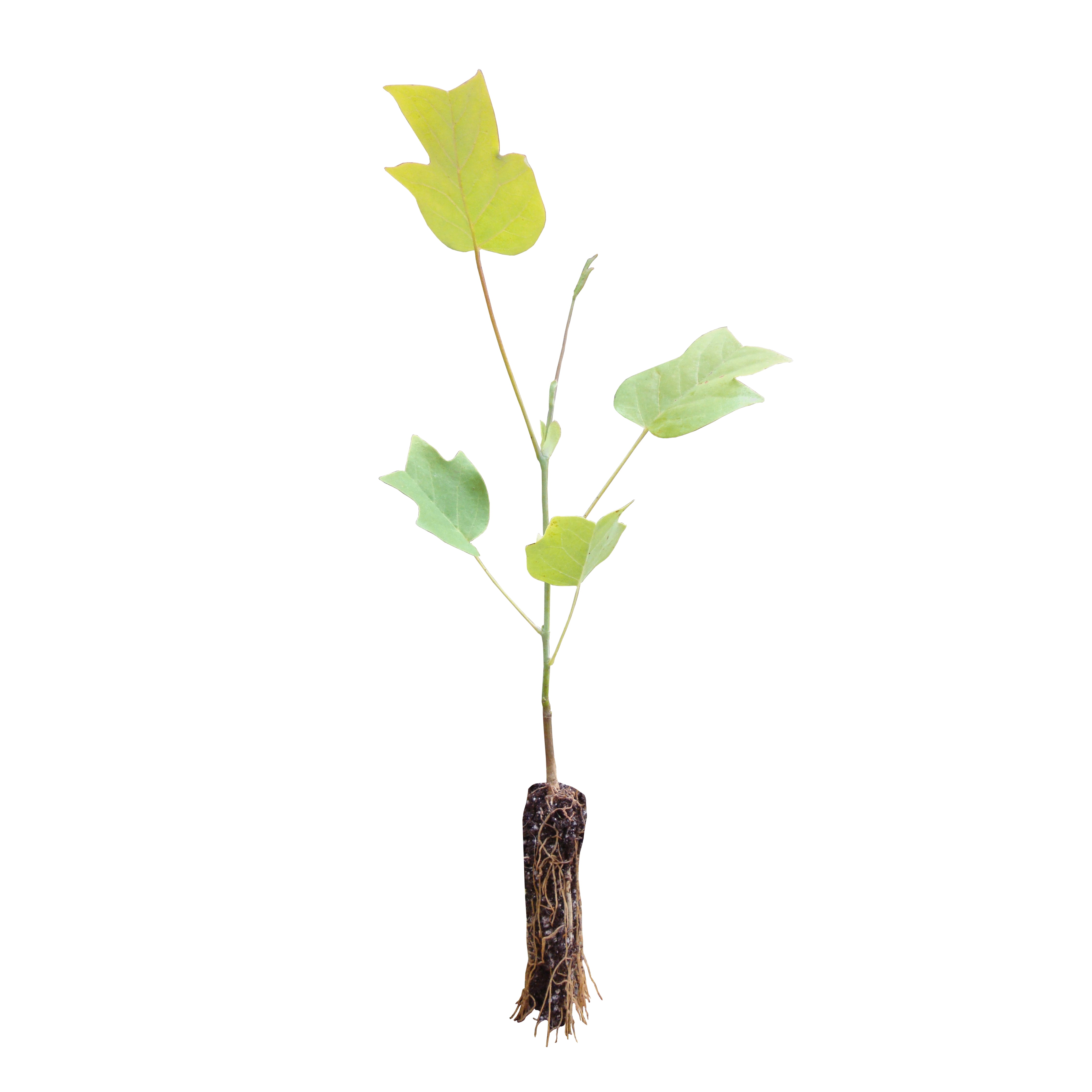 Tulip Poplar | Small Tree Seedling | The Jonsteen Company - Walmart.com