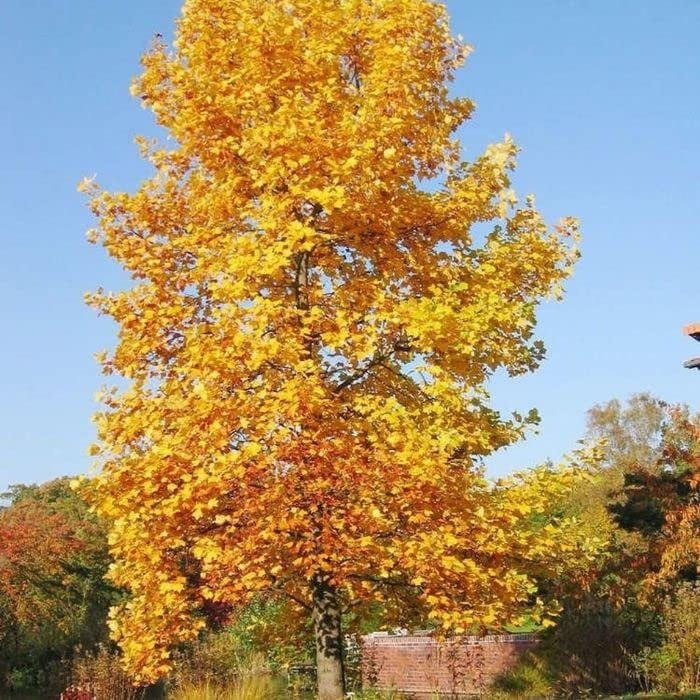 CZ Grain Tulip Poplar Tree Plant Seeds, Attracts Pollinators - Walmart.com