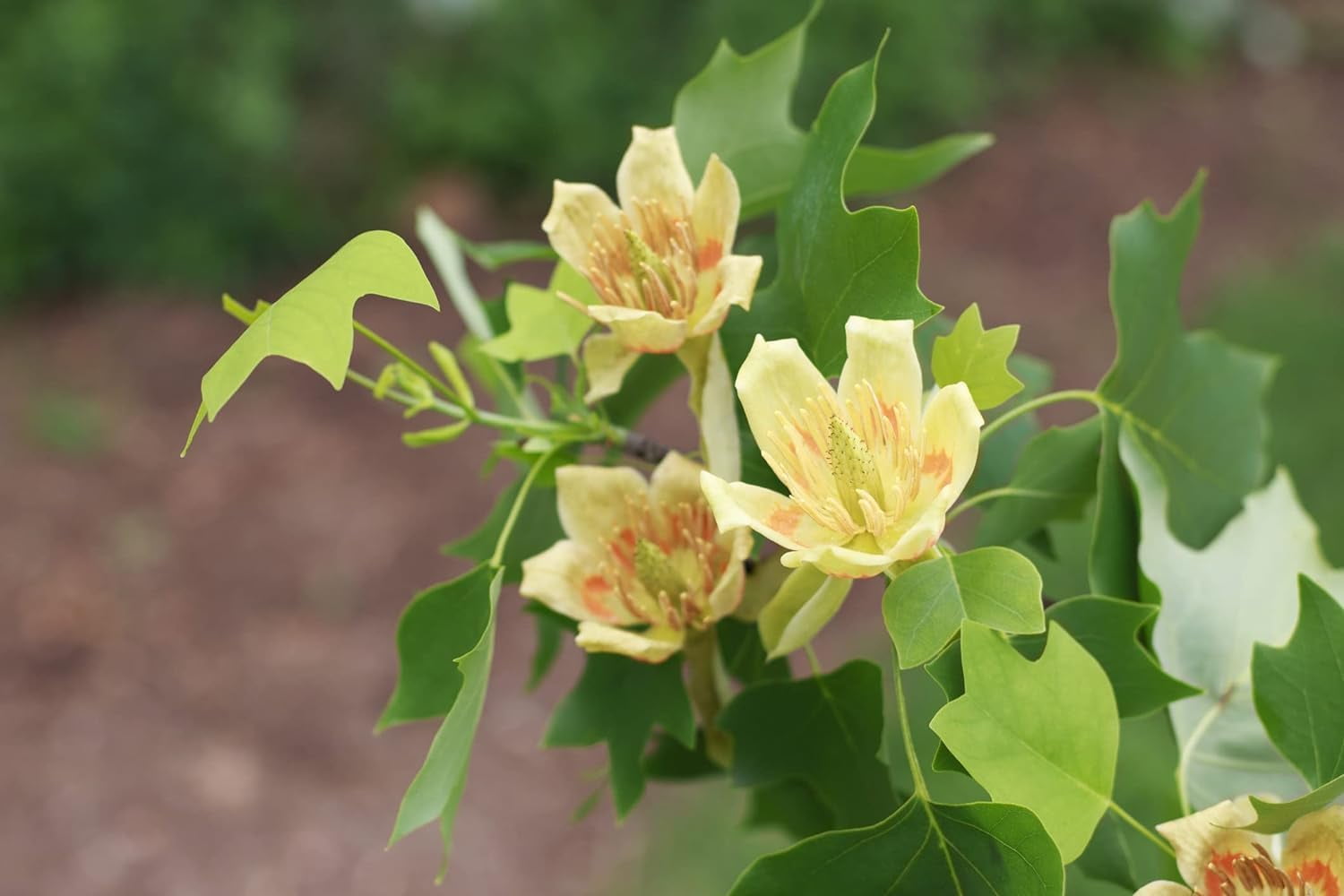 Tulip Poplar Tree Seedlings for Planting - No Ship to California (3 ...