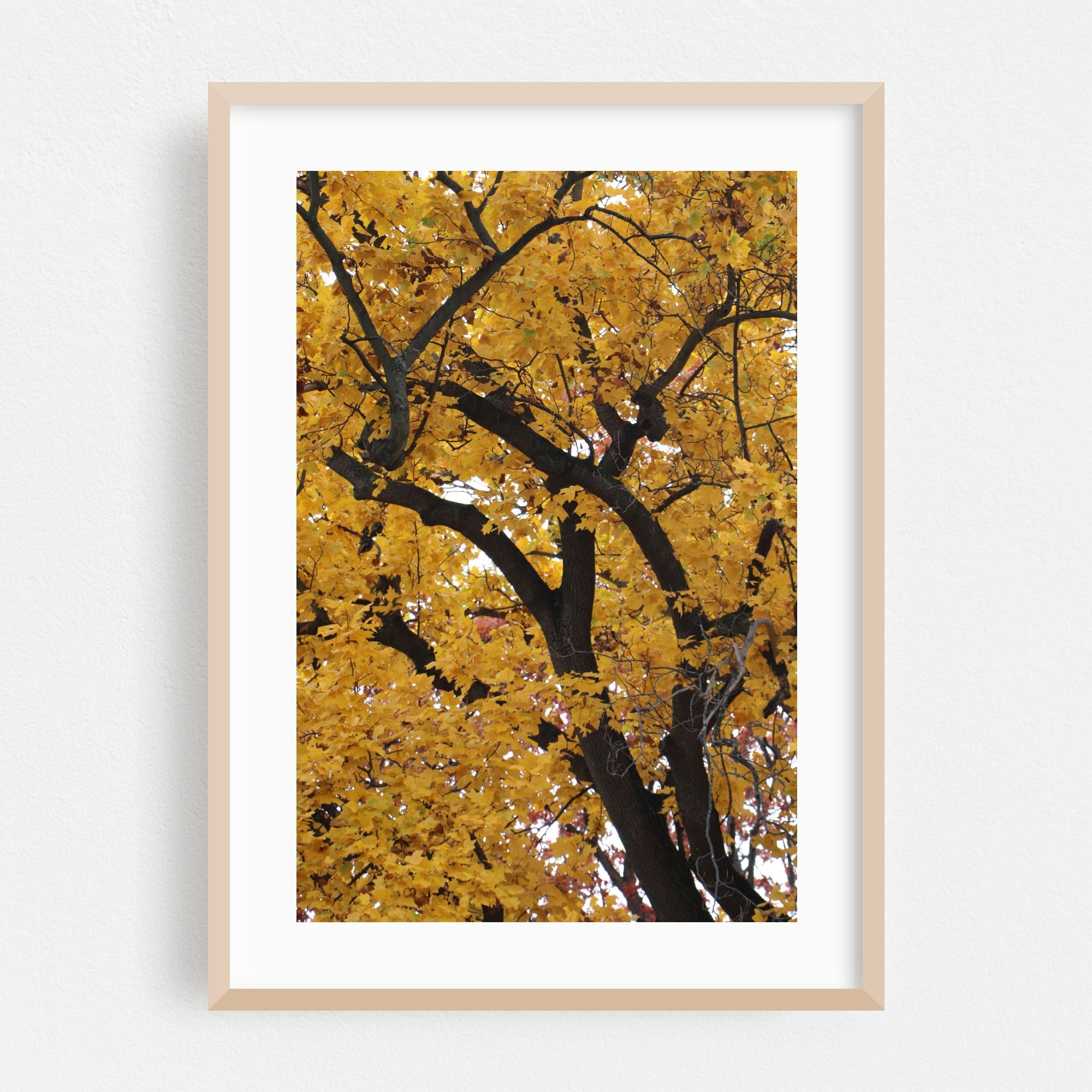 Tulip Poplar Tree in Autumn - Marshall Michigan Photography Autumn ...
