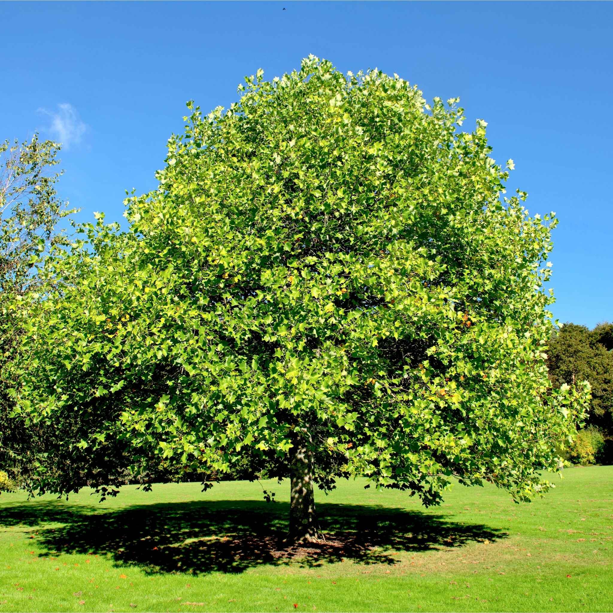 Tulip Poplar Trees - Walmart.com