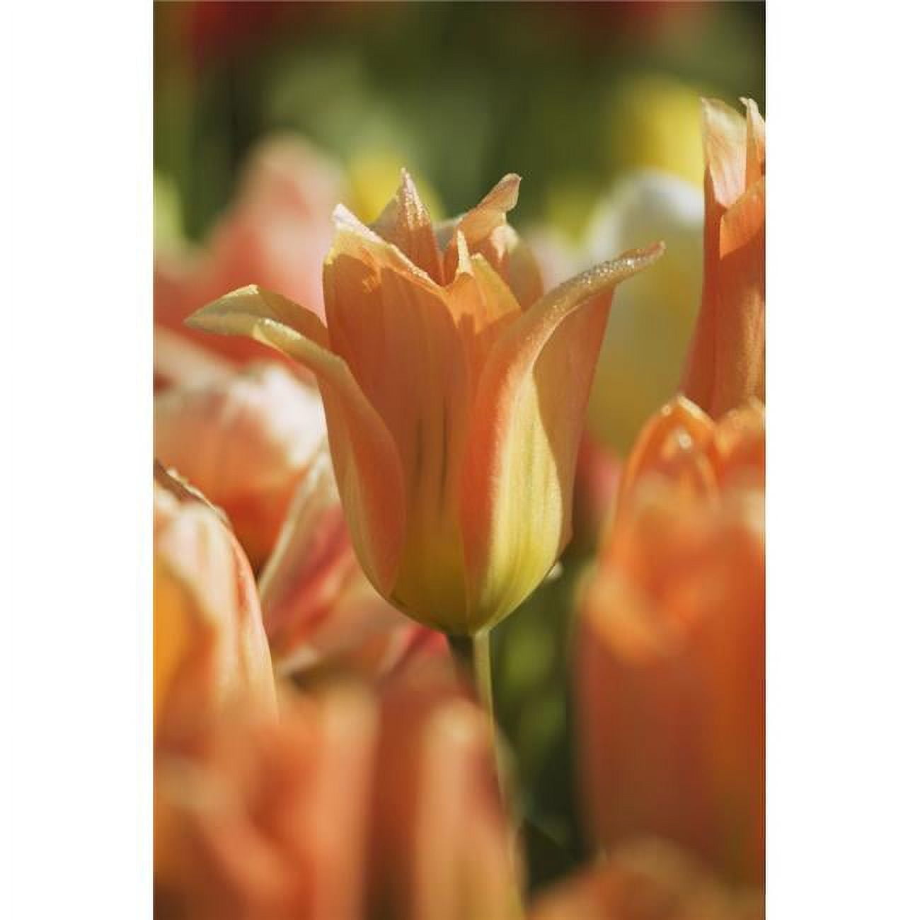 Tulip Poster Print - 12 x 19 - Walmart.com
