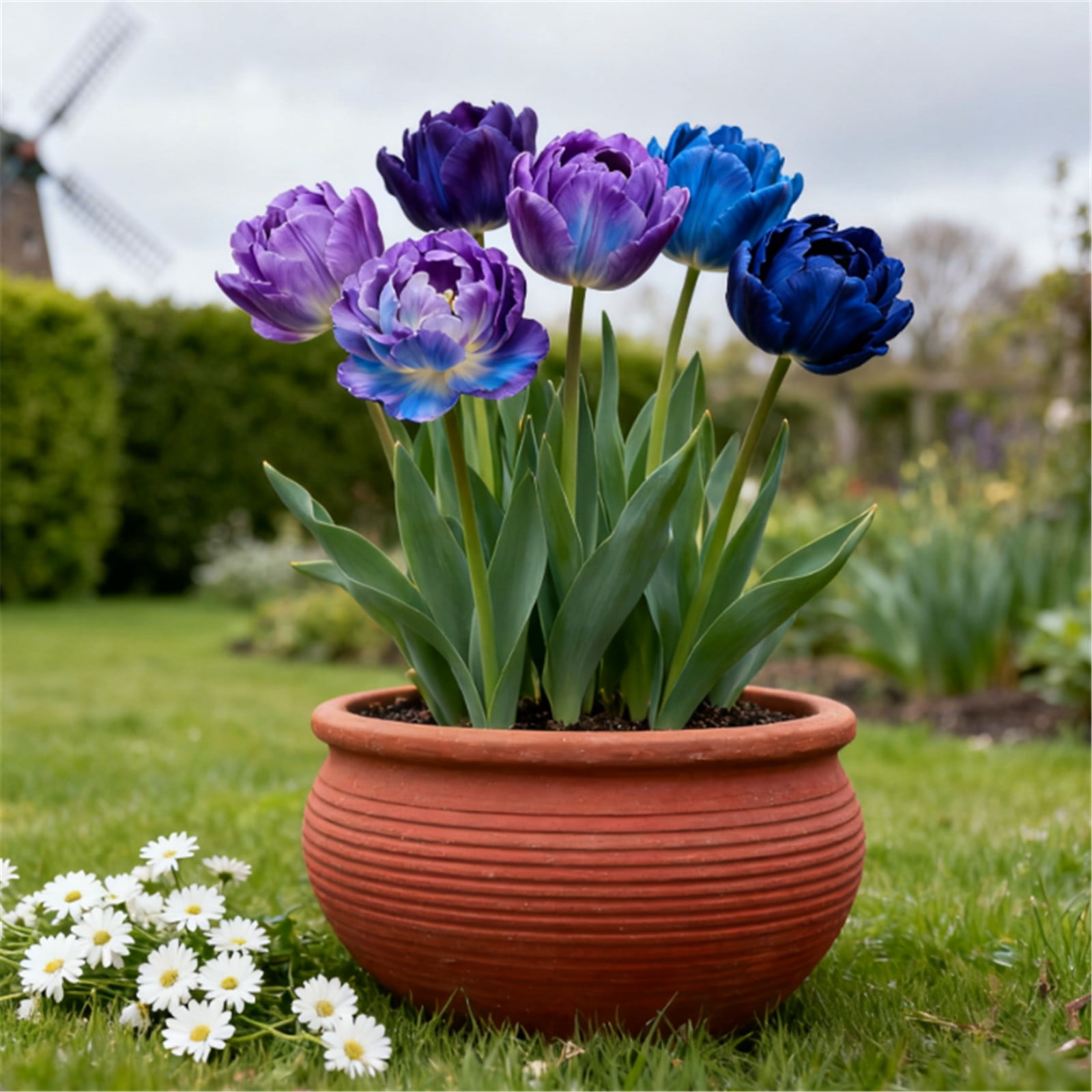 Tulip/Professional Planting for Stunning Garden Displays/ Simple to ...