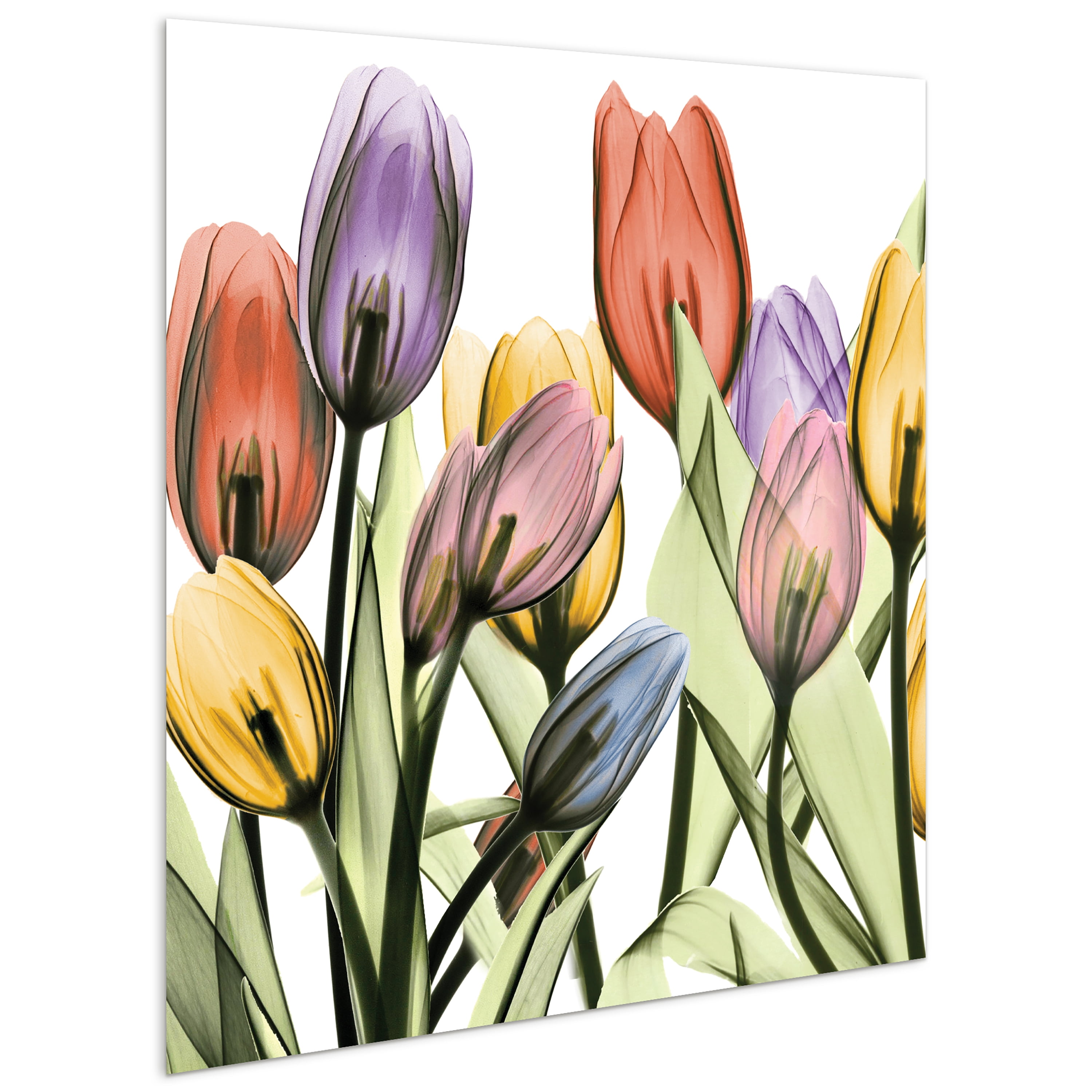 "Tulip Scape x-ray I" Frameless Free Floating Reverse Printed Tempered ...