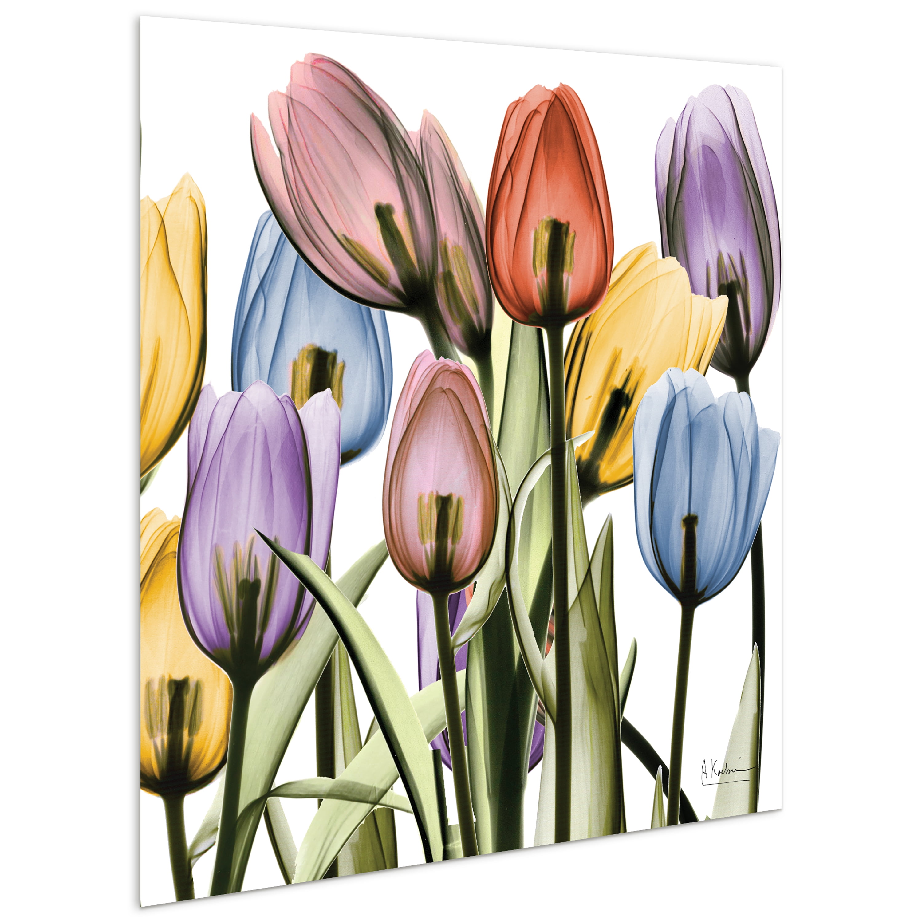 "Tulip Scape x-ray II" Frameless Free Floating Reverse Printed Tempered ...