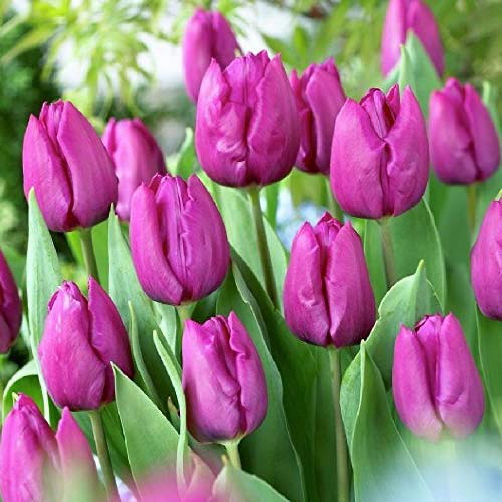 Tulip Single Early 'Purple Prince' (Triumph Tulip) Size 12/+ cm, Bulbs ...