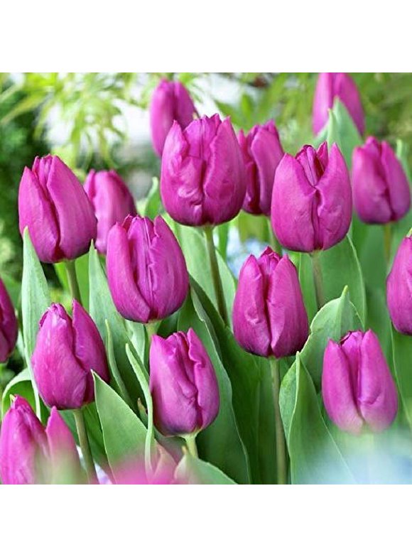 Tulip Bulbs in Plant Bulbs - Walmart.com