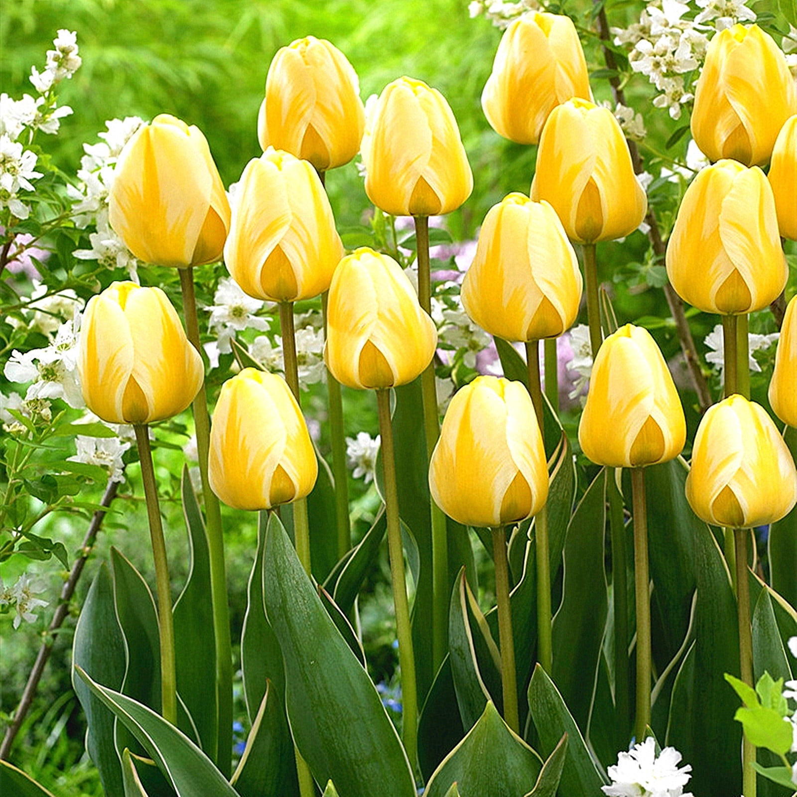 Tulip Surprise to Grow Pots to Grow Fall or Spring Indoor or Outdoor ...