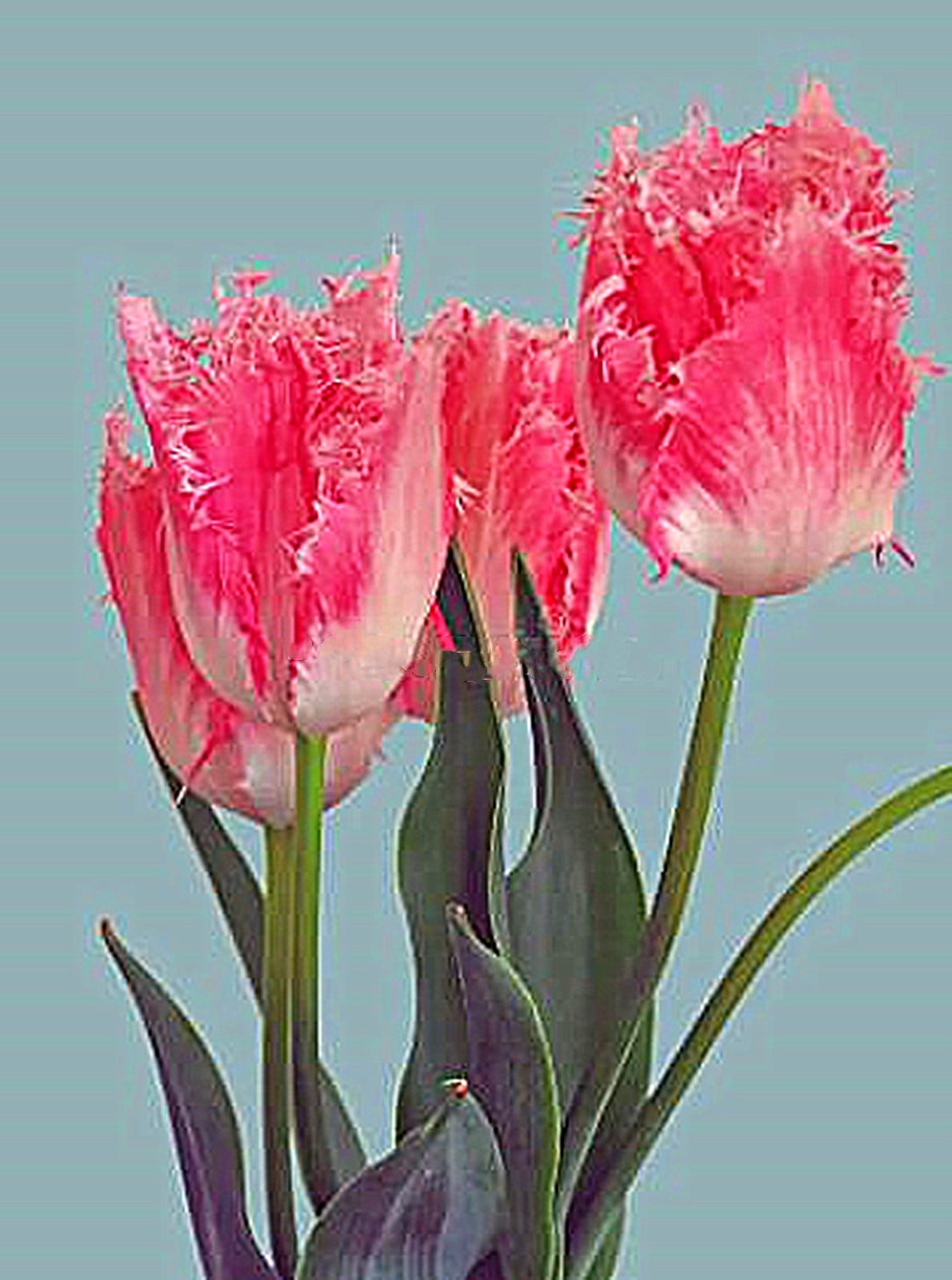 Tulip Surprise to Grow Pots to Grow Fall or Spring Indoor or Outdoor ...