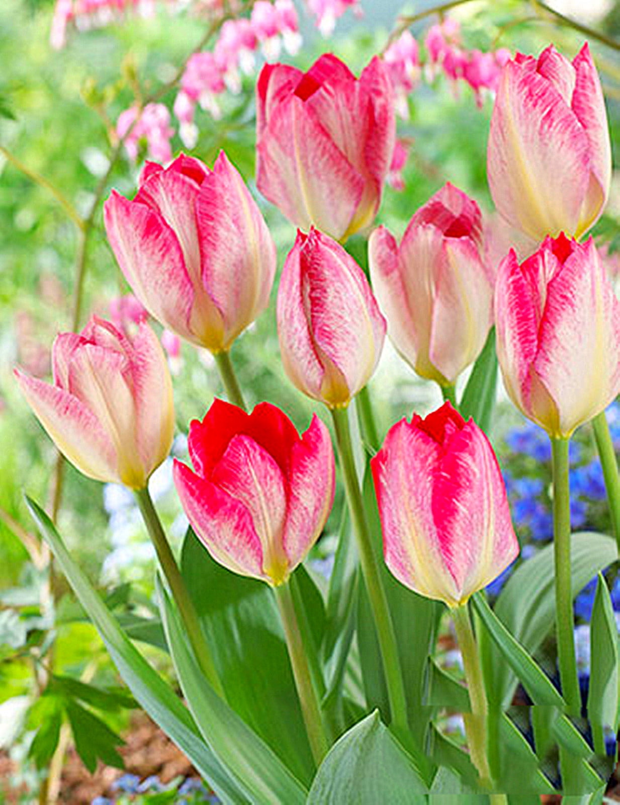 Tulip Surprise to Grow Pots to Grow Fall or Spring Indoor or Outdoor ...