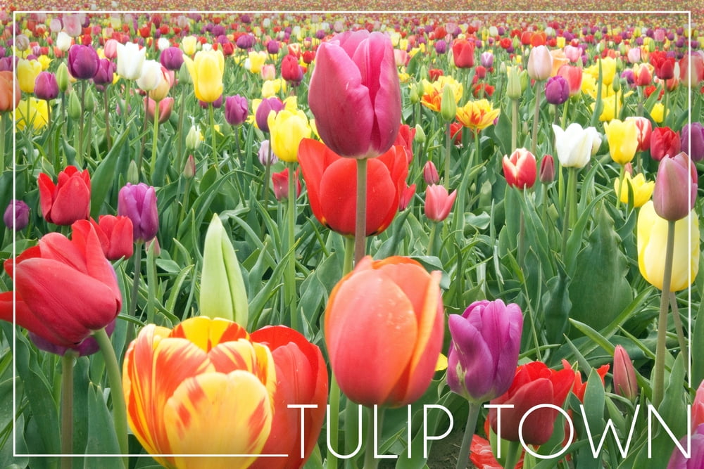 Tulip Town, Washington, Tulips (16x24 Giclee Gallery Art Print, Vivid ...