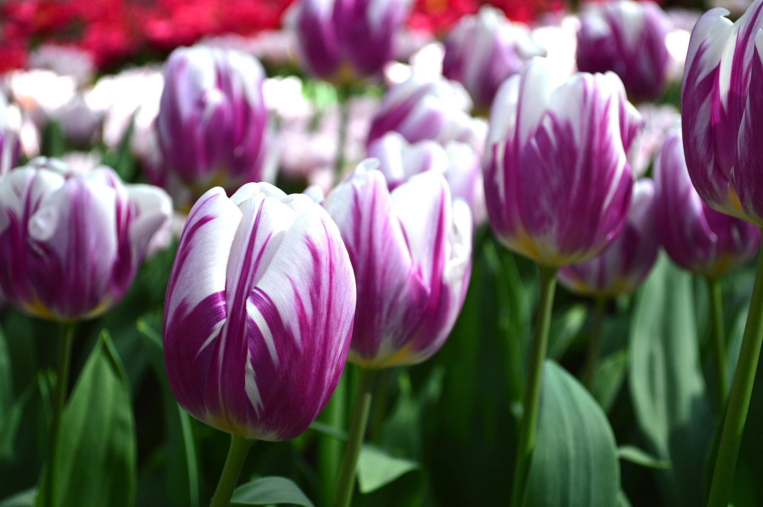 Tulip Triumph 'Flaming Flag' (Triumph Tulip) Size 12/+ cm, Bulbs for ...