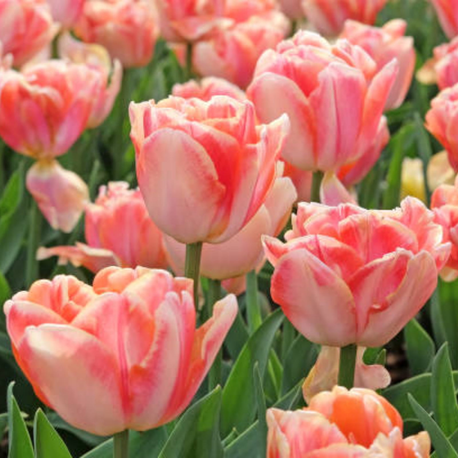 Tulip bulbs，Perennial ornamental flowers，Rich colors，Garden and yard ...