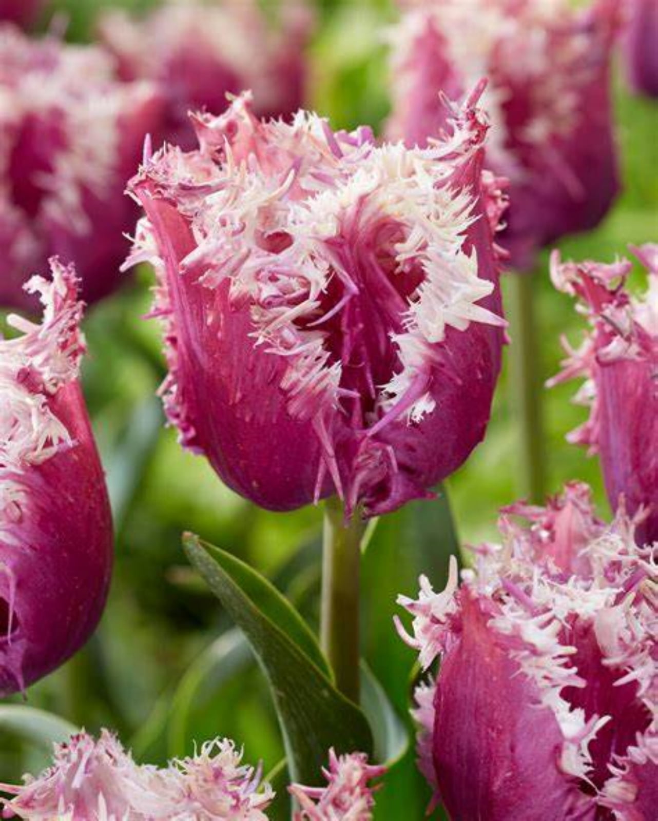 Tulip bulbs Tubers Species Tulip flowers bulbs Tulip bulbs for fall ...