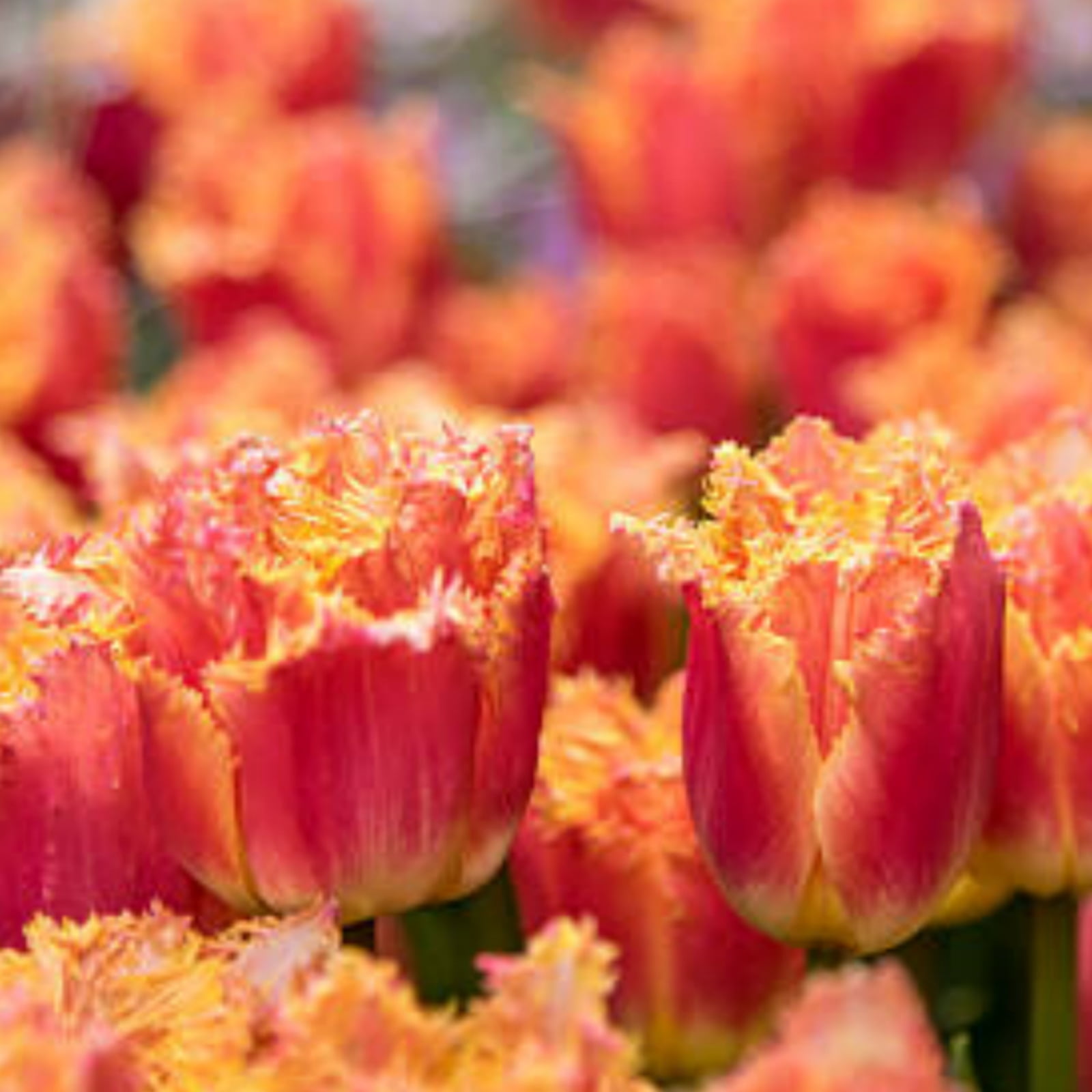 Tulip bulbs, cold-resistant and frost-resistant, quick-blooming ...