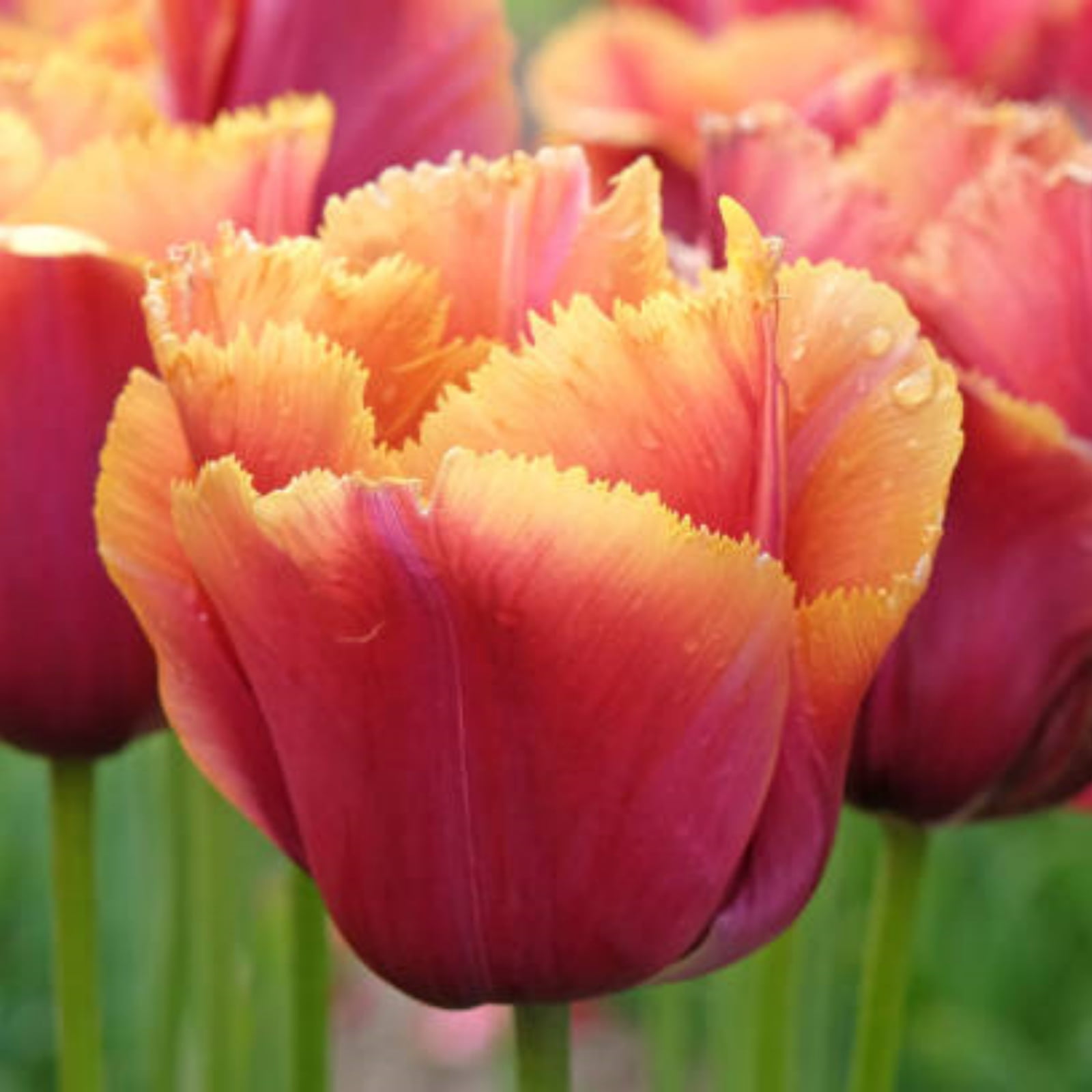 Tulip bulbs, cold-resistant and frost-resistant, quick-blooming ...