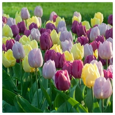 Van Zyverden Tulips Double Surprise Set of 12 Bulbs Multi-Color Part ...