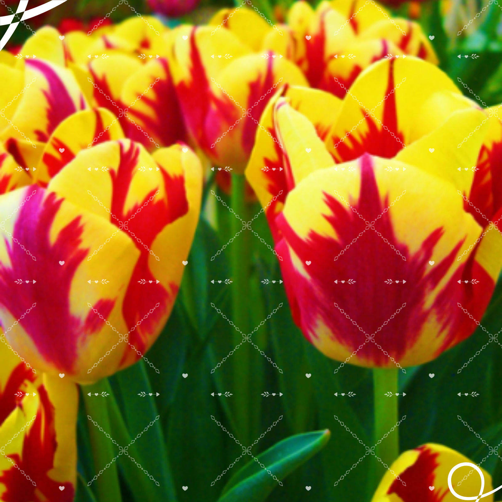 Tulip flower seeds,Garden for Planting,Tulip bulk, - Walmart.com