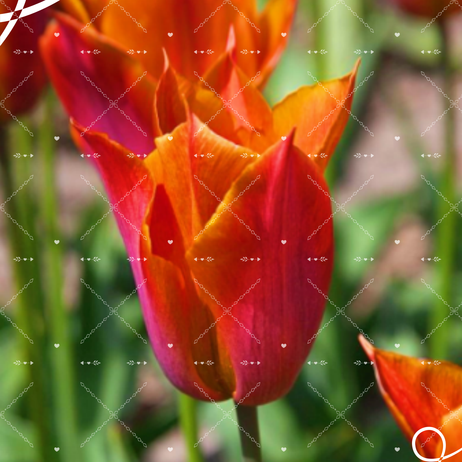 Tulip flower seeds,Garden for Planting,Tulip bulk, - Walmart.com