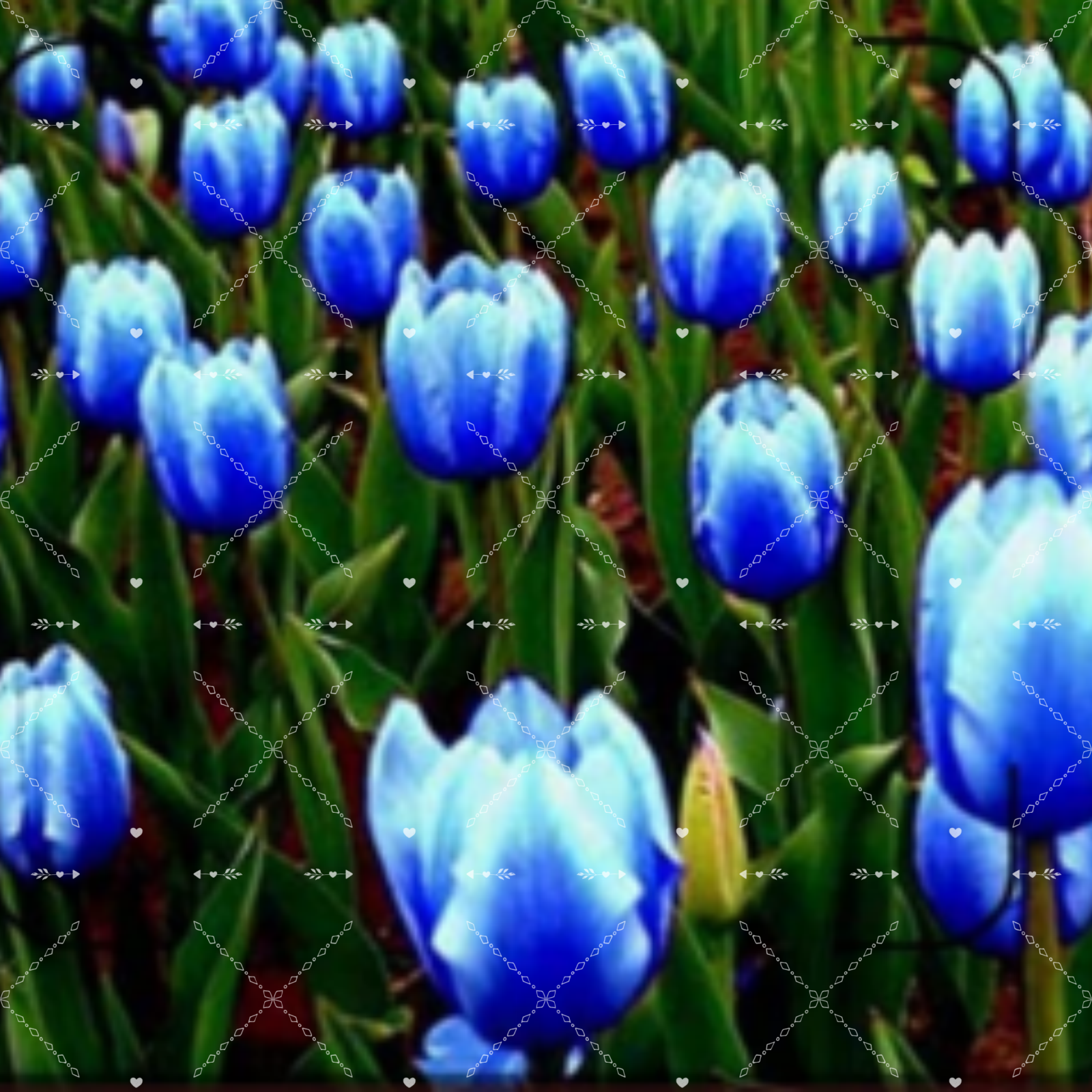 Tulip flower seeds,Garden for Planting,Tulip bulk, - Walmart.com