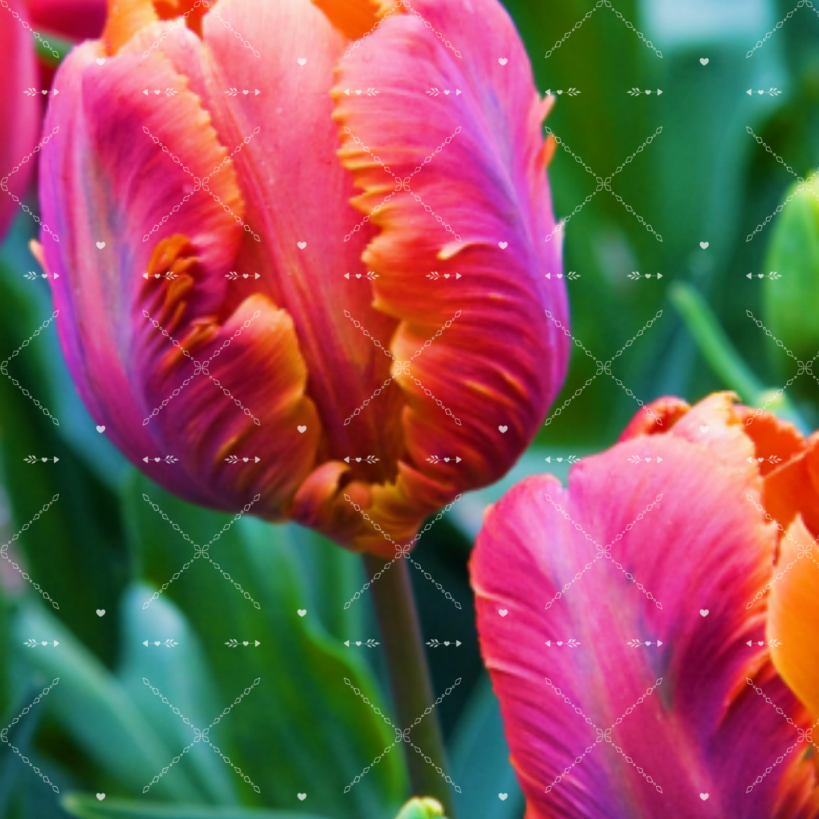 Tulip flower seeds,Garden for Planting,Tulip bulk, - Walmart.com