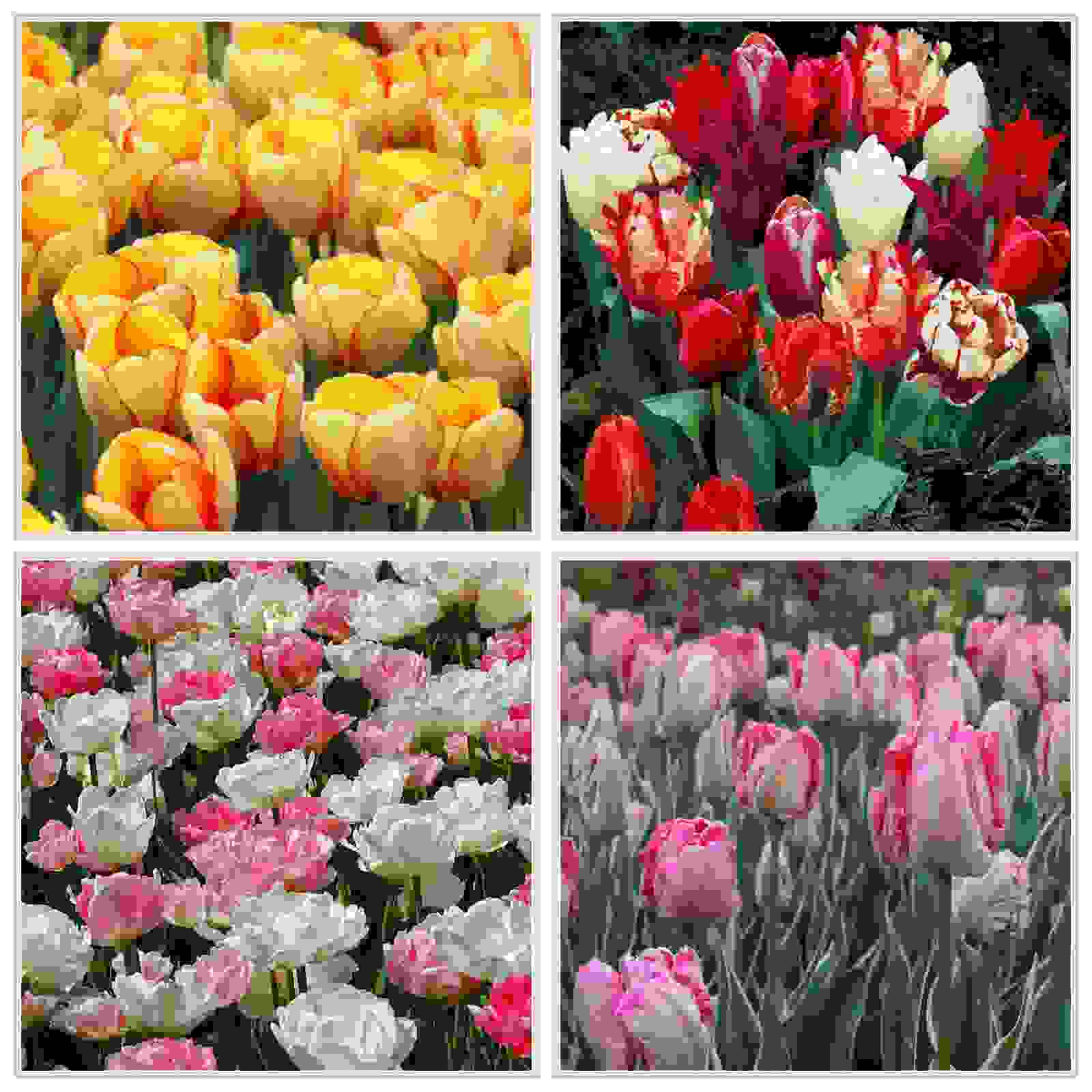 Tulip for Planting Professional Planting Garden decoration Easy ...