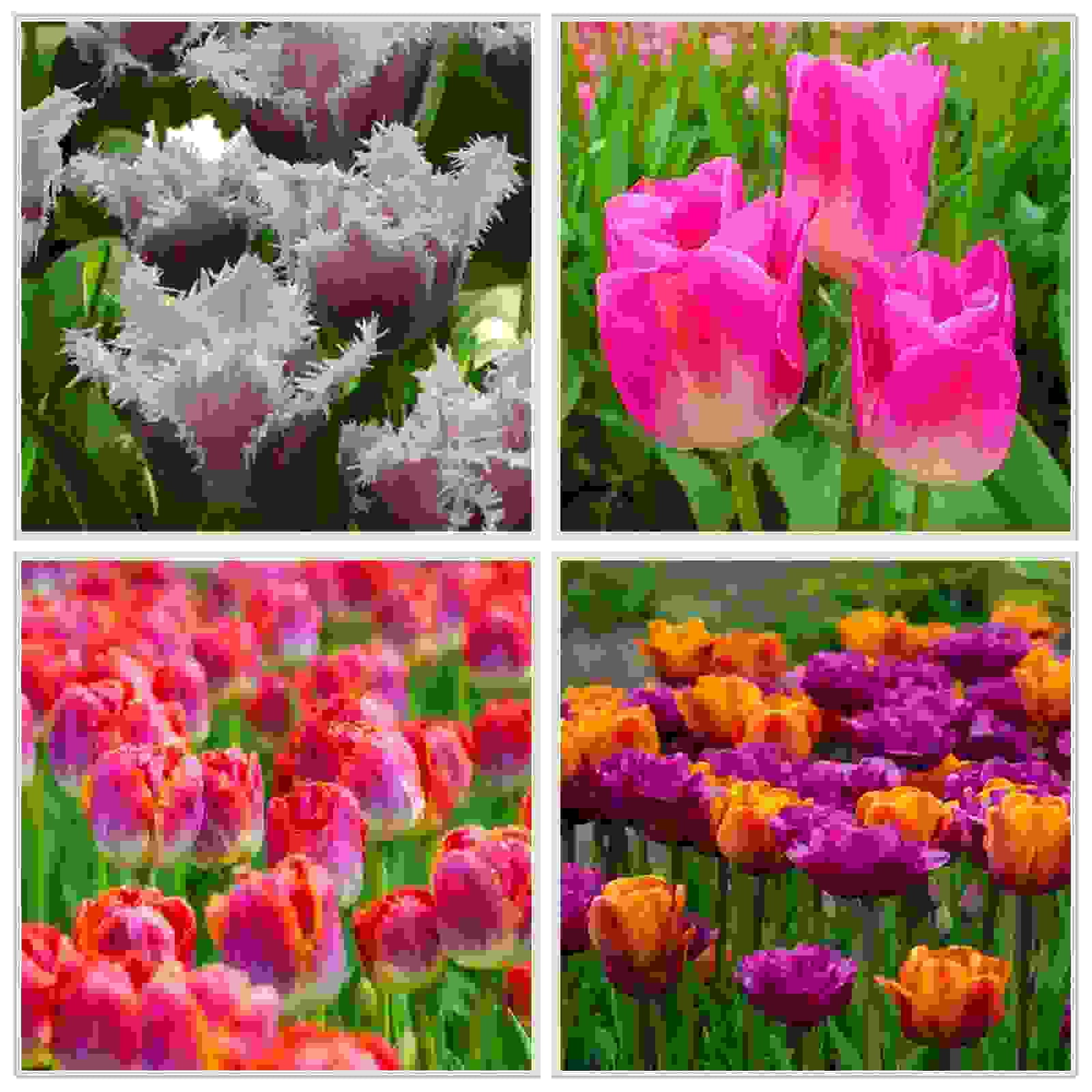 Tulip for Planting Professional Planting Garden decoration Easy ...